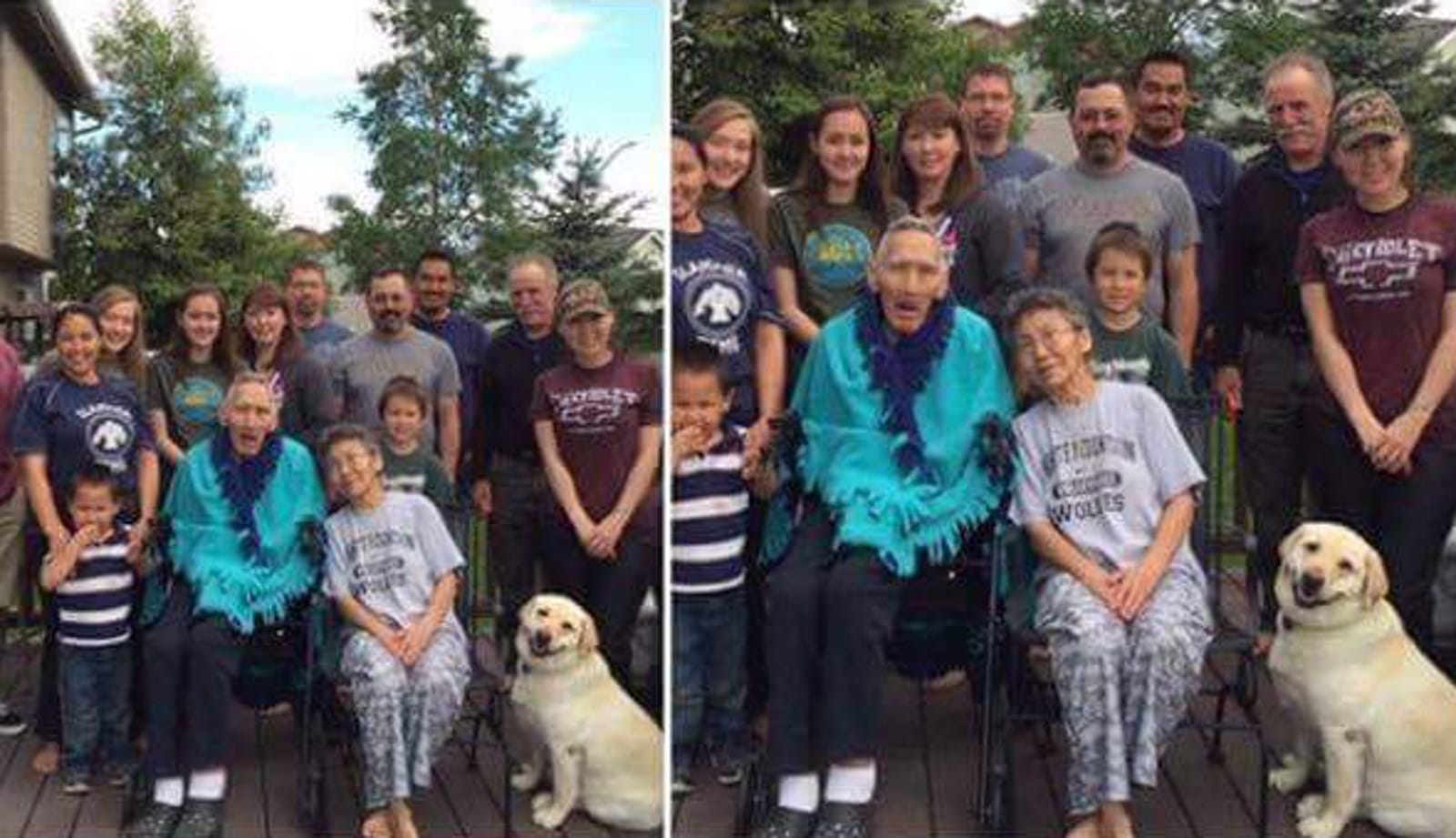 What Are The Members Of The Dog Family
