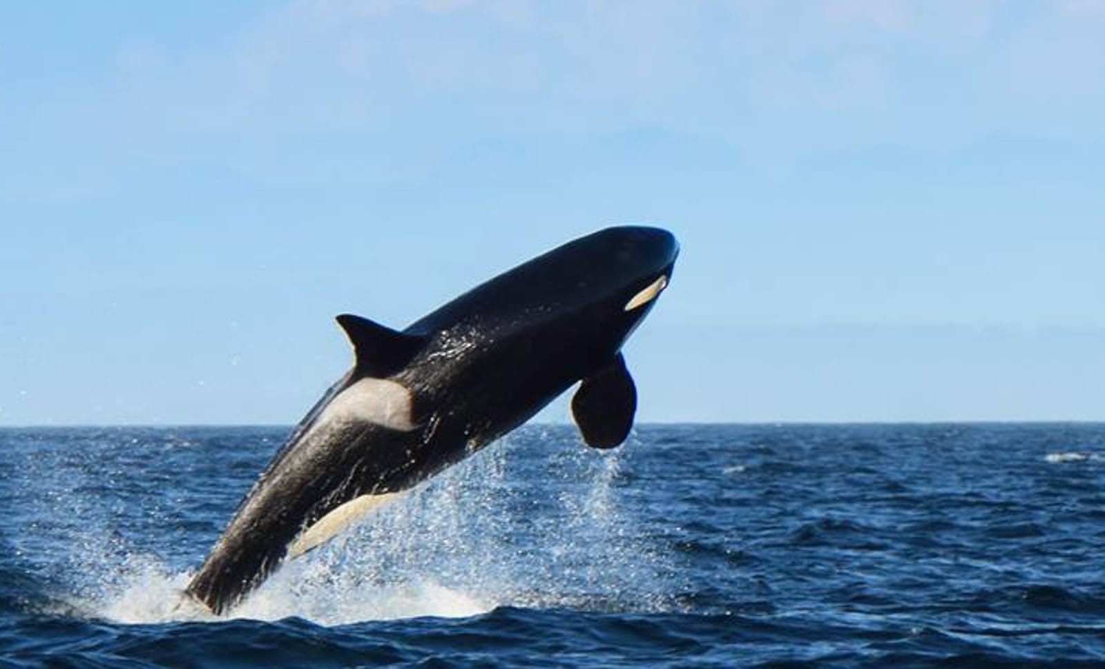 105 Year Old Orca is Still Jumping for Joy in the Wild – Proof a Tank ...