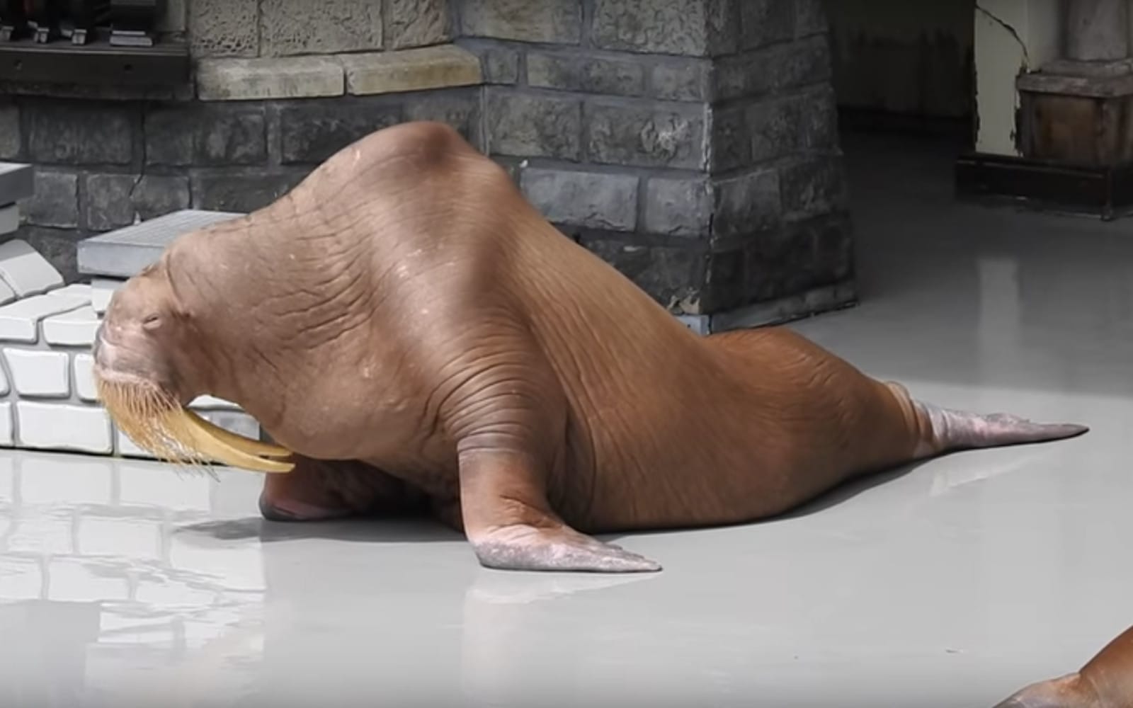Heartbreaking Video of Emaciated Walrus at Marineland Illustrates Why ...