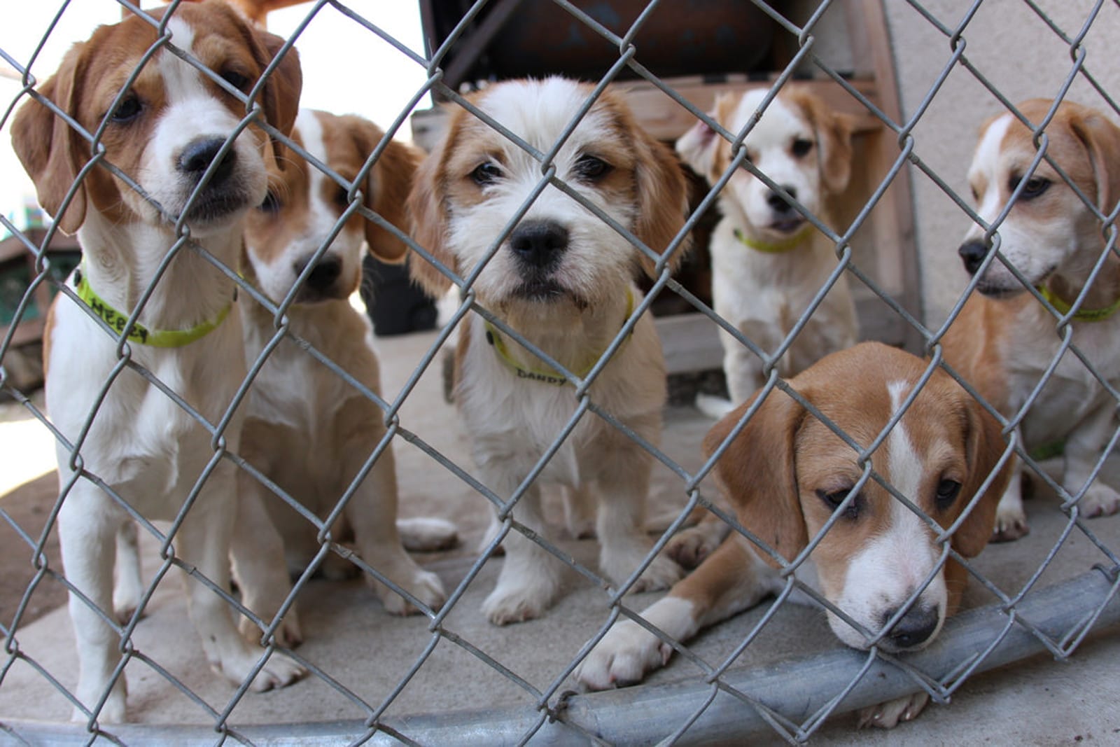 Pledge to Help End the Killing of 9,000 Dogs and Cats in Shelters and ...