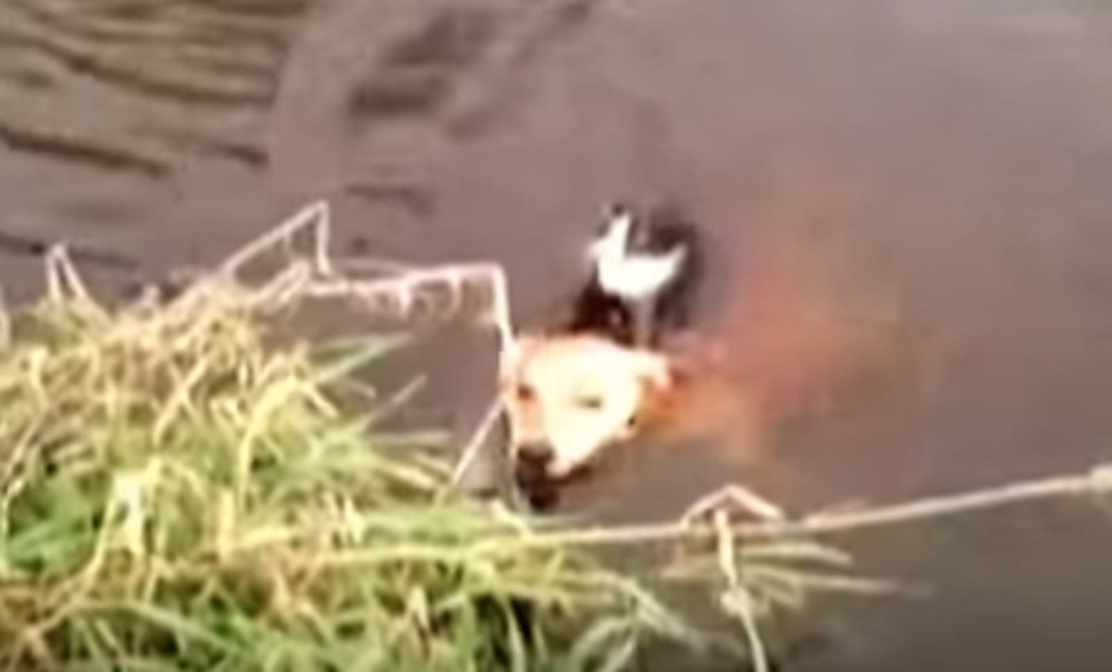 This Cat Was Drowning in a River Until an Unlikely Rescuer Showed Up ...