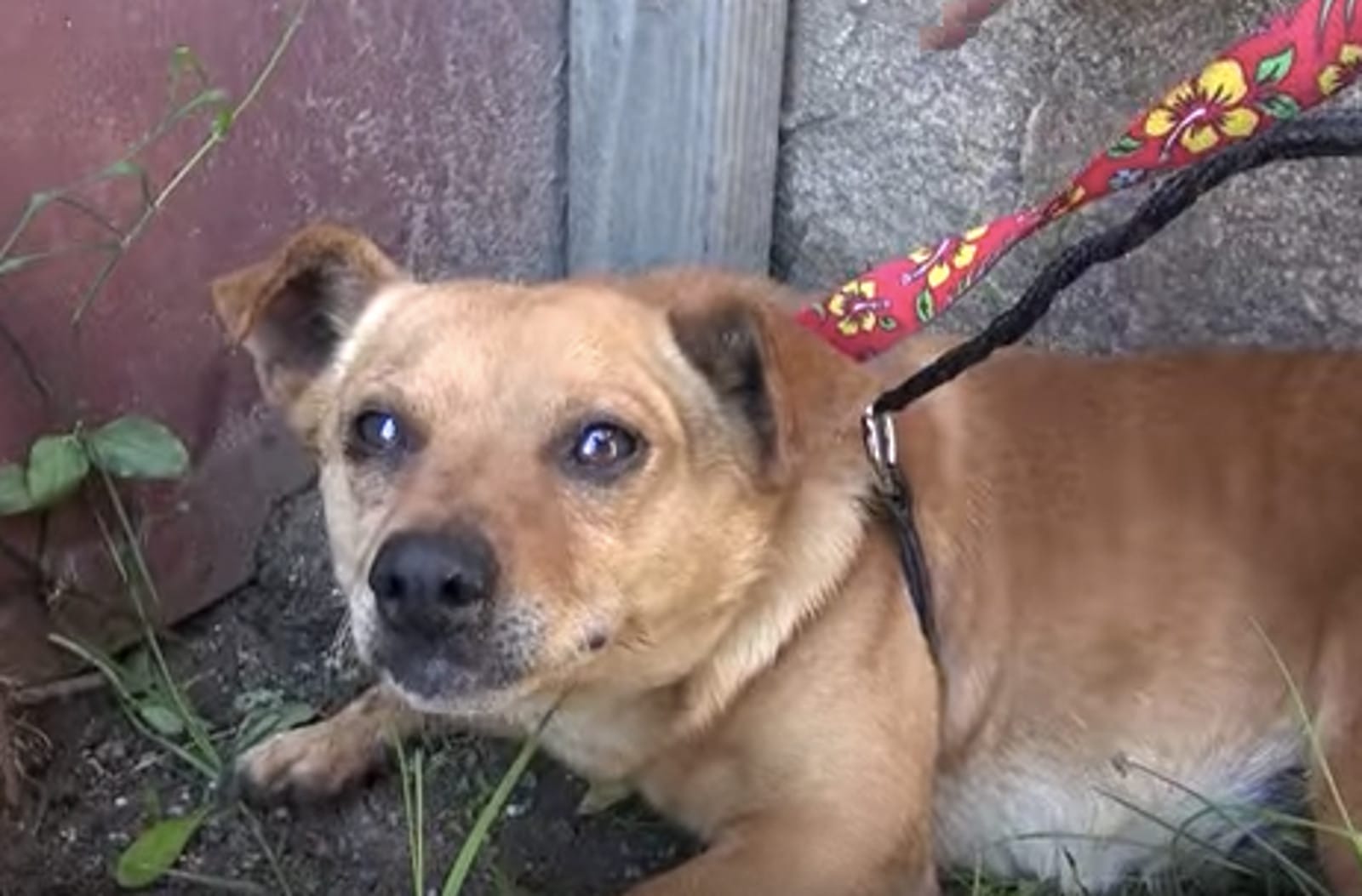 18 Months After Their Guardian Passed Away, 3 Homeless Pups Are Finally ...