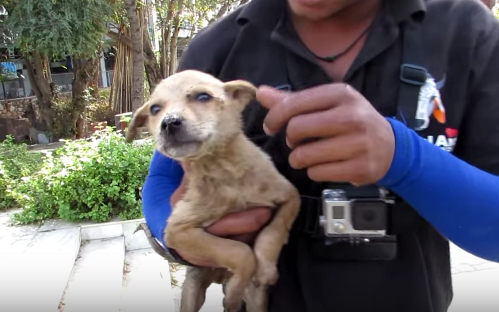 These 8 Epic Animal Rescues Will Restore Your Faith in Humanity (VIDEO ...