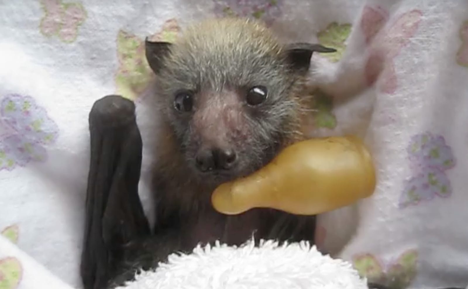 Video of an Adorable Rescued Bat Shows Why Saving These Animals is So ...