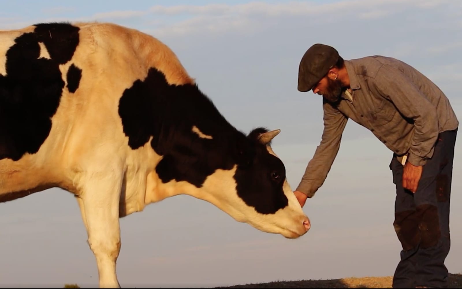 Touching Moment Will Change the Way You See Cows Forever (VIDEO) – One ...