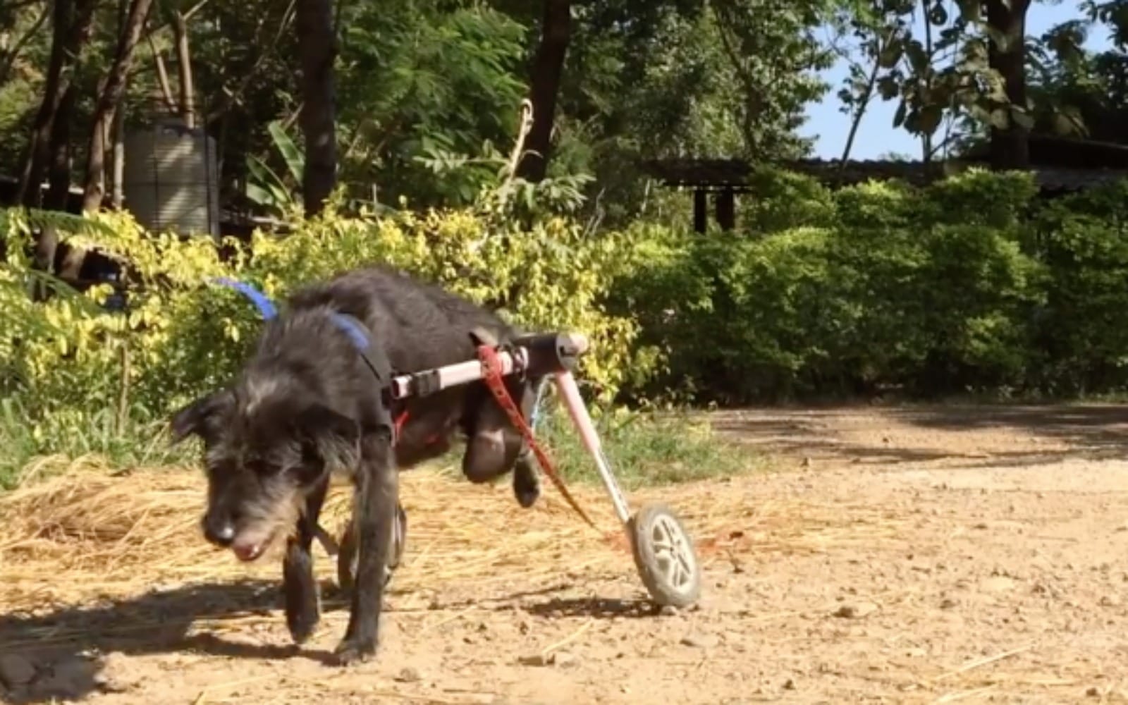 Disabled Dog Learns to Run Again Thanks to the Unrelenting Dedication ...