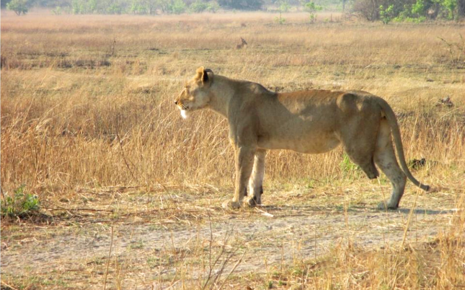 How a Three-Legged Lion Inspired Efforts to End Deadly Snare Hunting ...