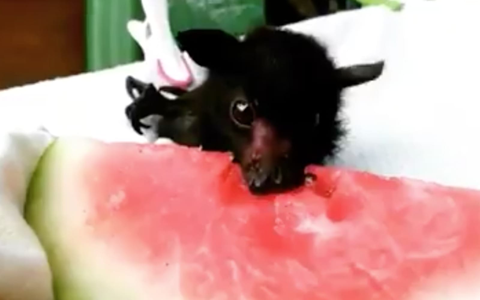 We Literally Can’t Stop Watching This Video of a Rescued Baby Bat ...