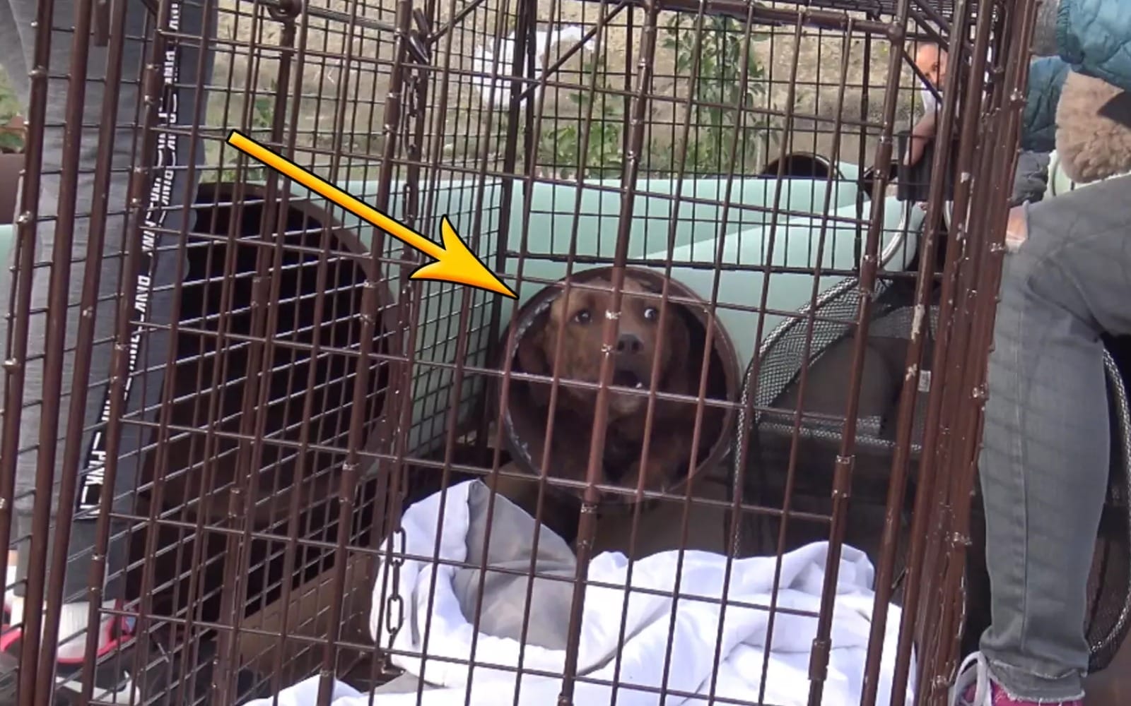 Watch This Scared Pit Bull Who Lived in an Oil Refinery Transform Into ...