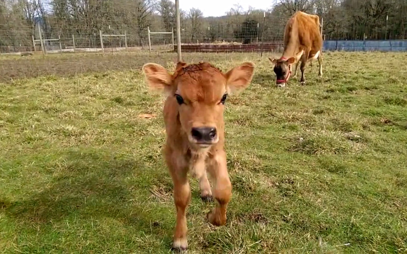 This Little Cow Gets to Grow Up With His Mom – and He Can’t Stop ...
