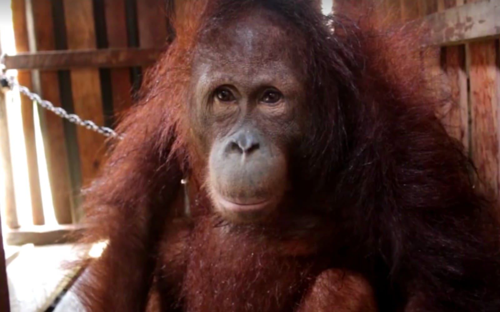 Orangutan Kept in Cage so Small She Couldn’t Straighten Her Legs Needs ...