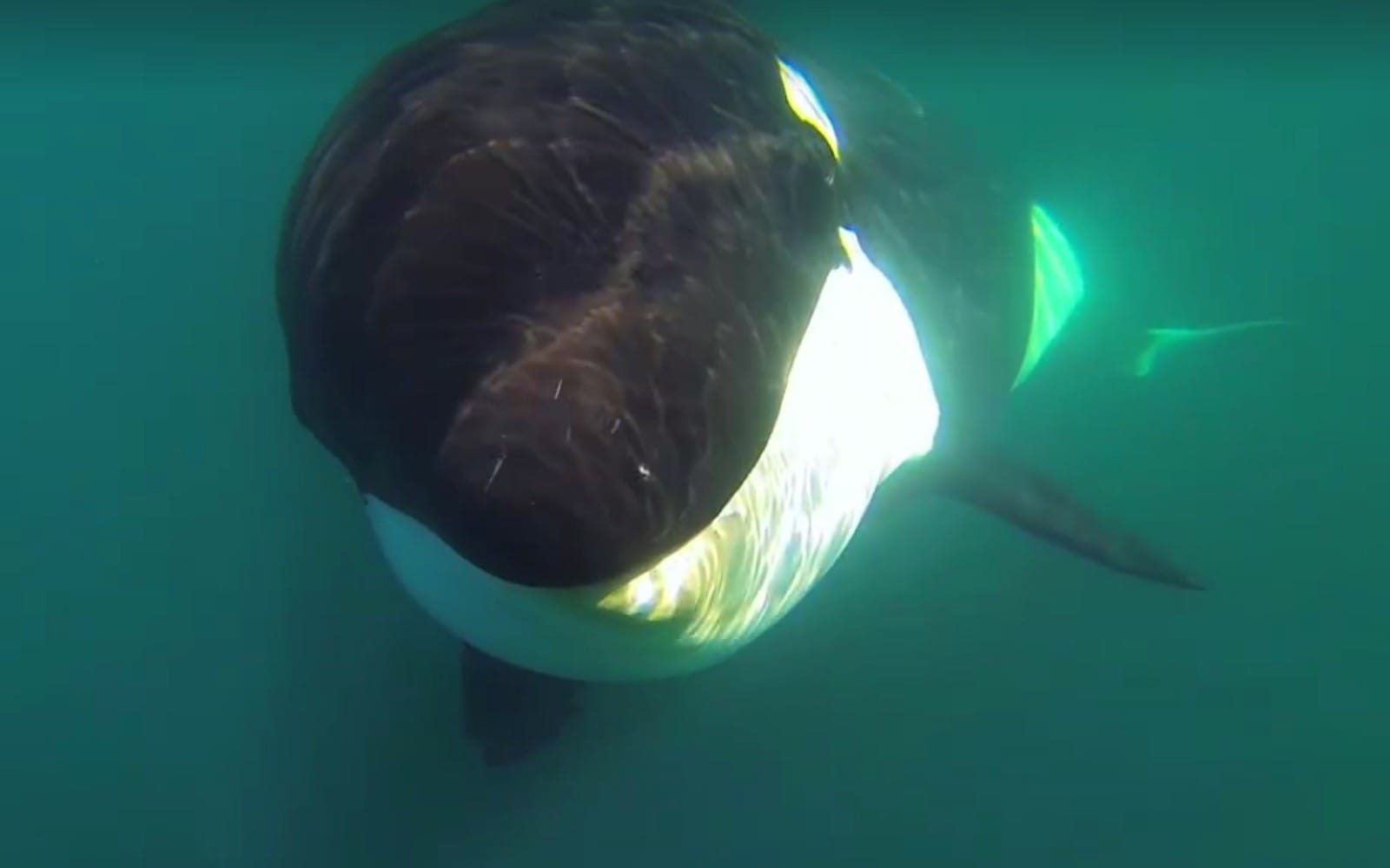 This Wild Encounter With a Very Curious Orca Shows How We Should See ...
