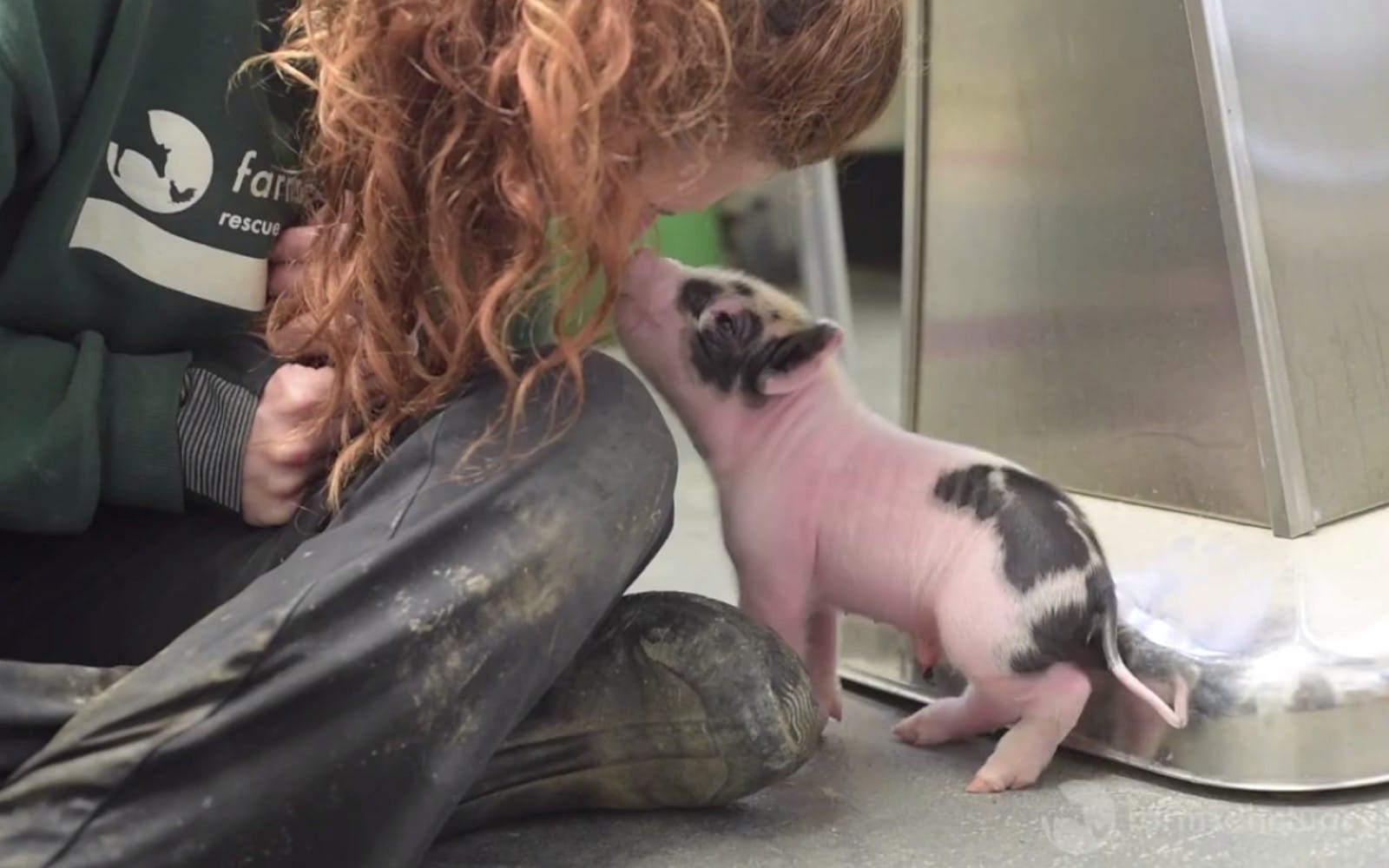 Pickles the Rescued Pig Has the Impressive Ability to Turn a Bad Day ...