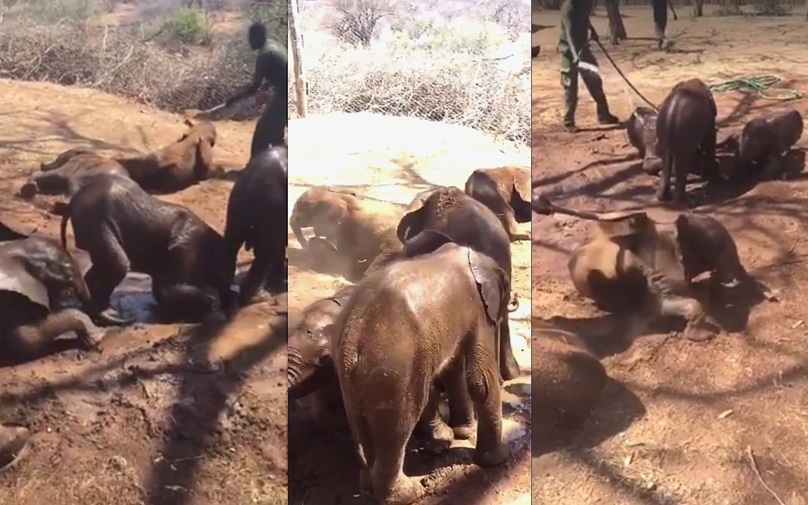 Rescued Orphan Elephants Learn the Art of Mud Bathing – and It’s the ...