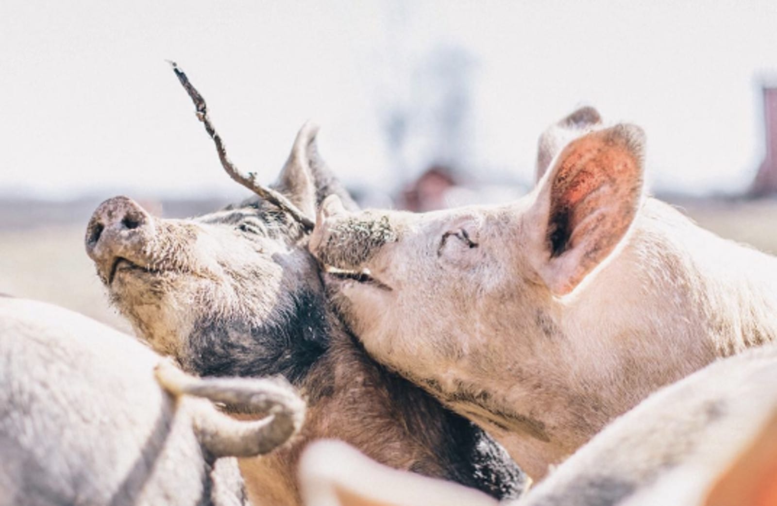 This Ground-Breaking Photographer is Helping Farm Animals With Every ...