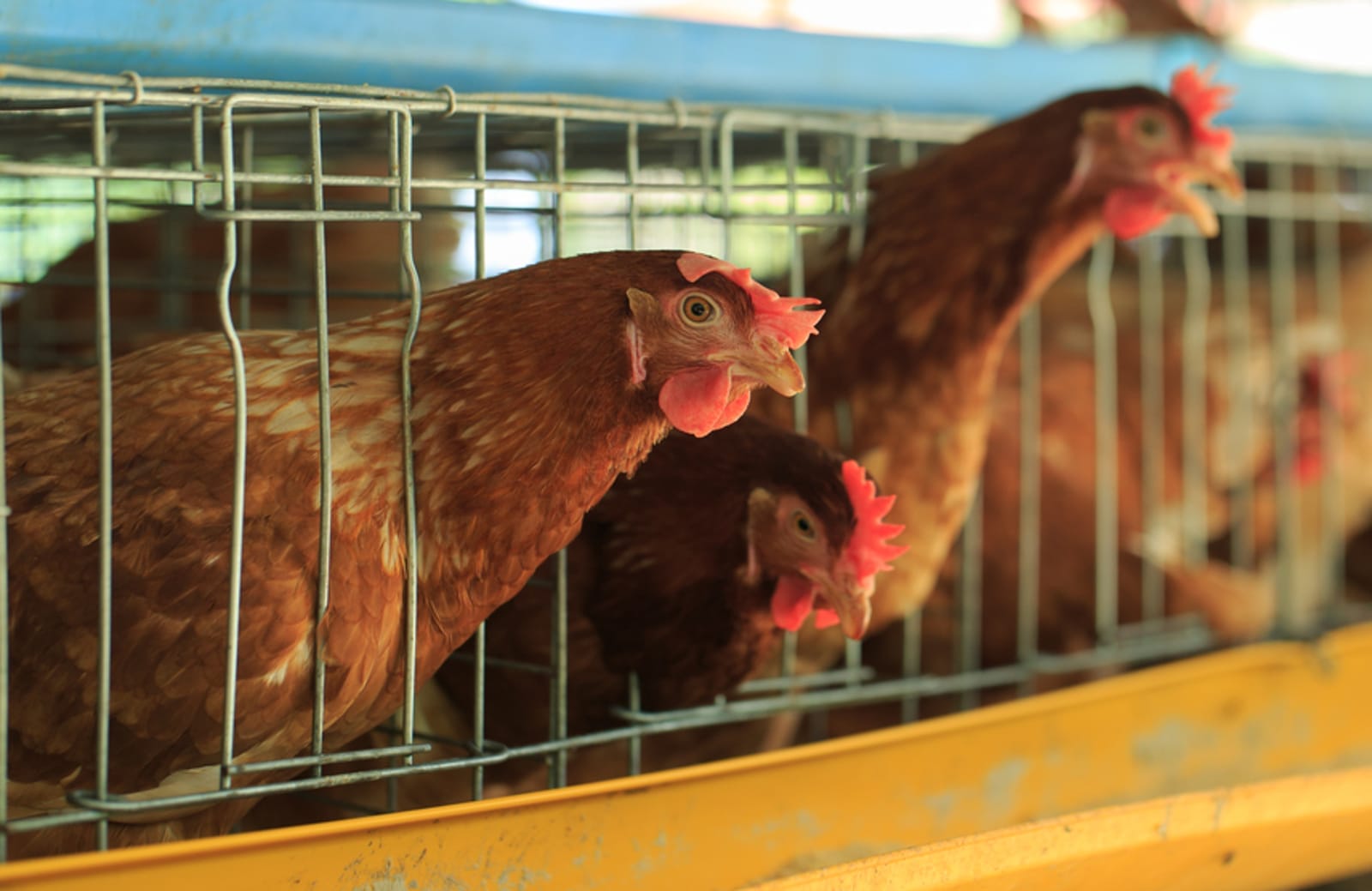 You Won’t Believe How Much Poultry Farm Waste is Allowed in the ...