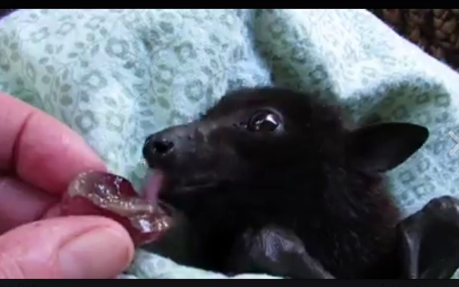 Bat Who Almost Drowned in a Swimming Pool is Now Being Fed Grapes by ...