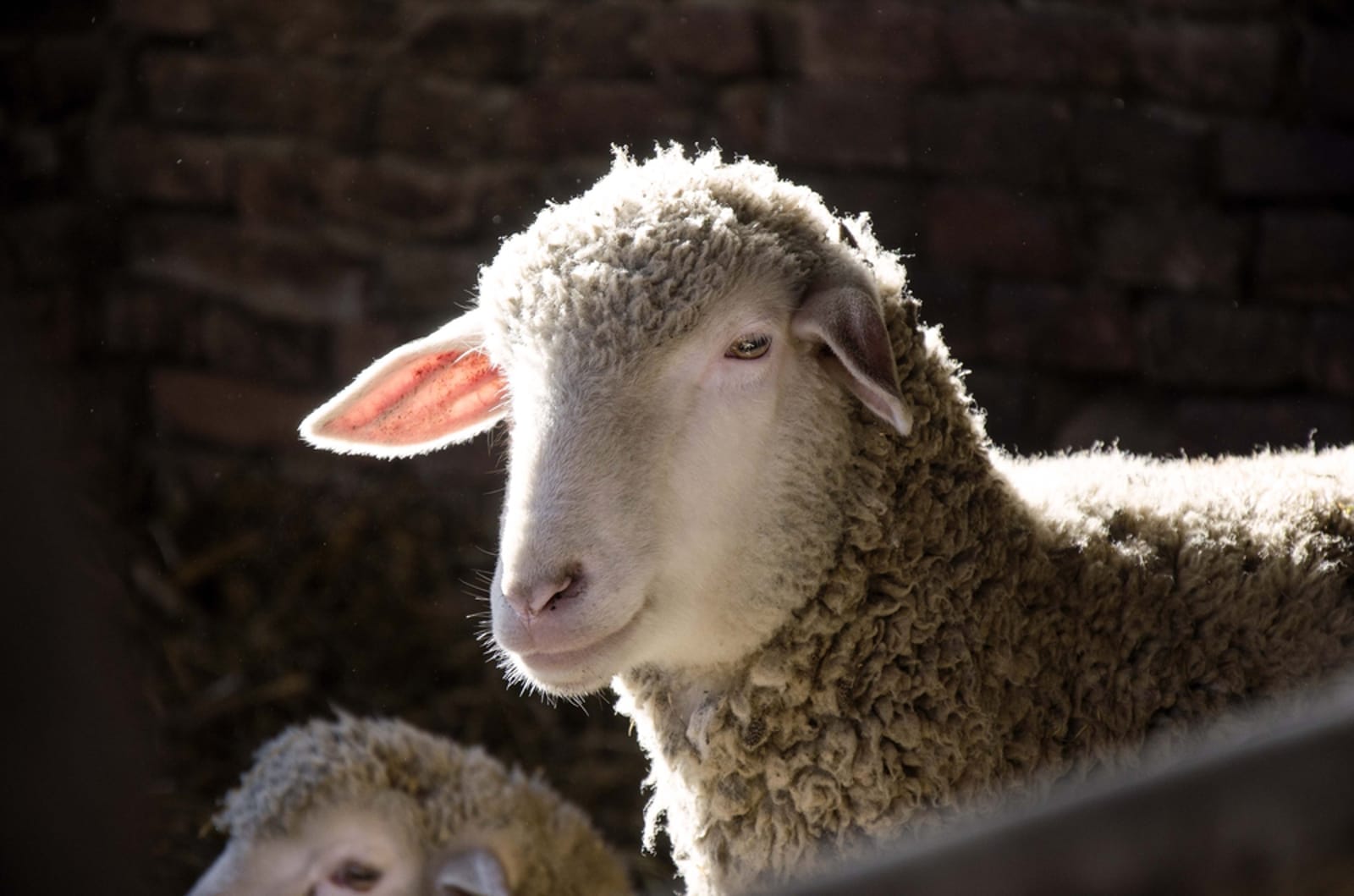 2 Badly Neglected Sheep Finally Find Sanctuary in Their Senior Years ...