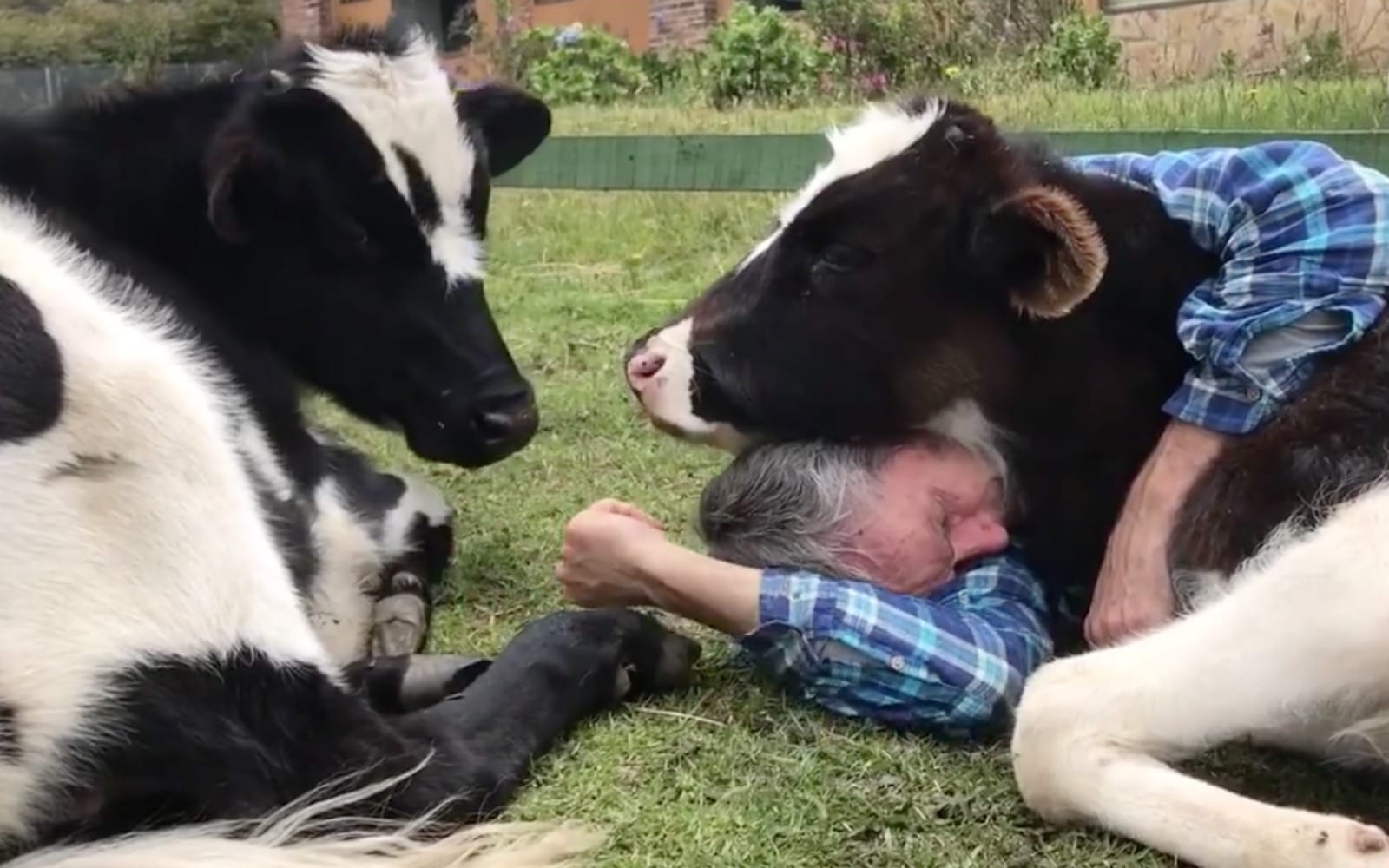 Cows Curling Up For a Nap With Their Human Caretaker Are the Best Thing ...