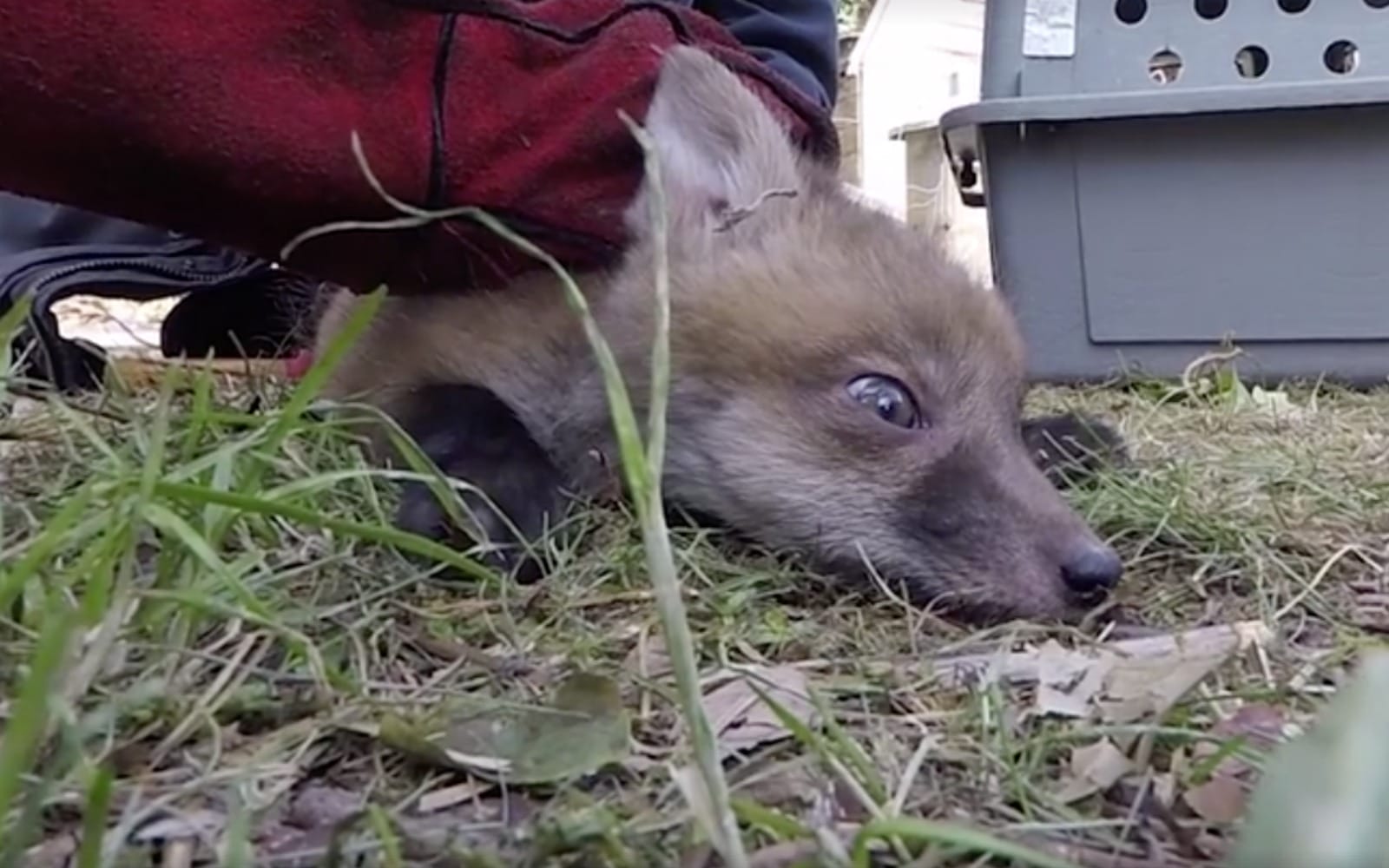 Watch the Epic Moment a Fox Cub Gets Rescued From a Soccer Net (VIDEO ...