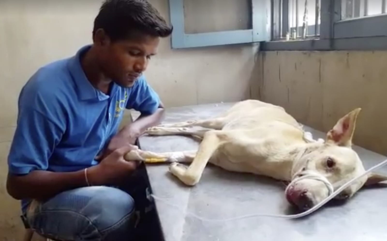 This Homeless Dog Was Sick and Disoriented, Luckily These People Knew ...