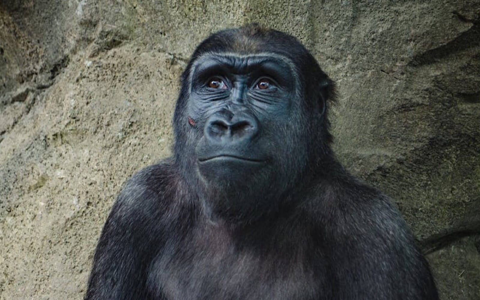 Rise Of The Planet Of The Apes Gorilla