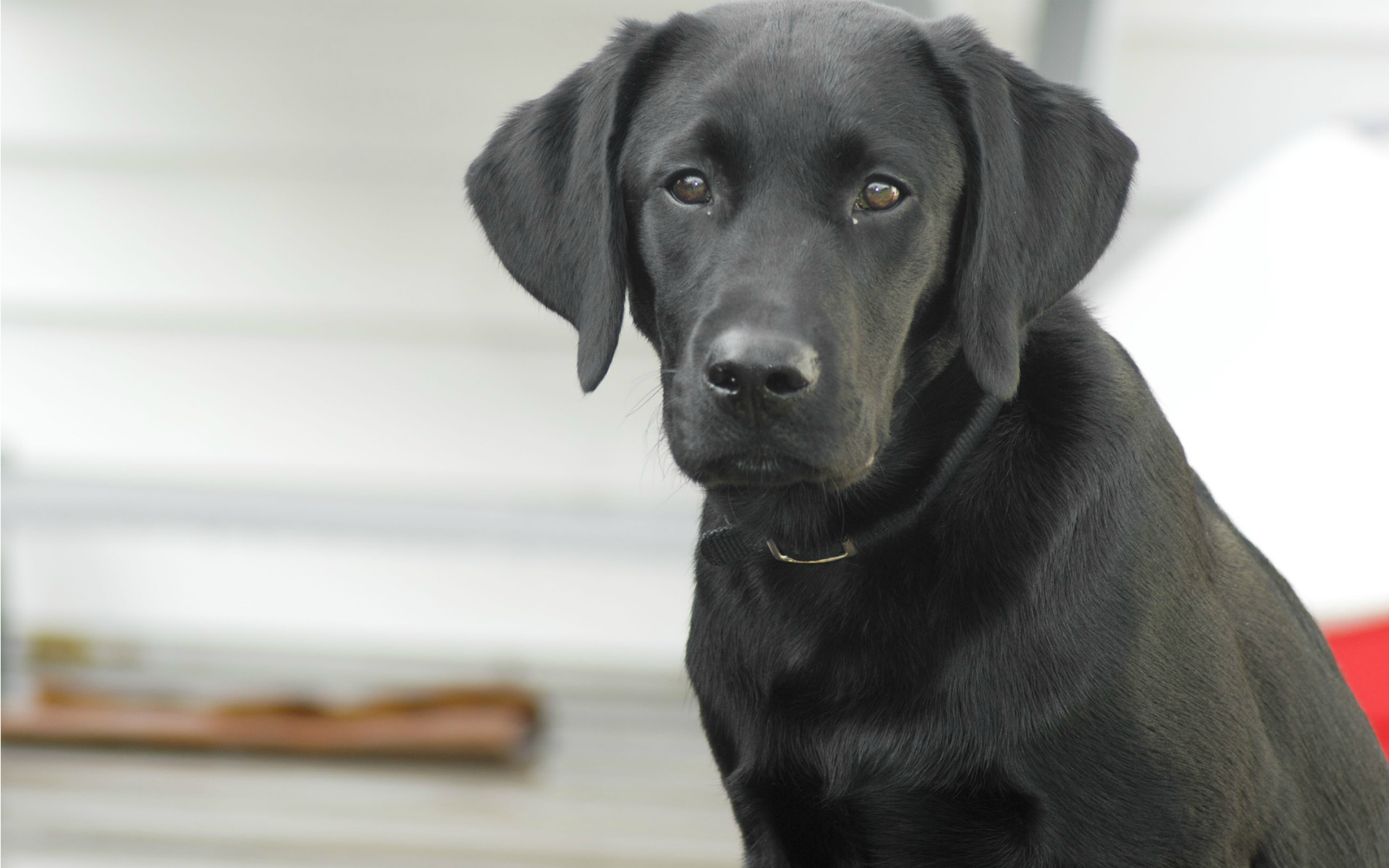 What to Do if You Suspect an Animal Is Being Abused – One Green Planet