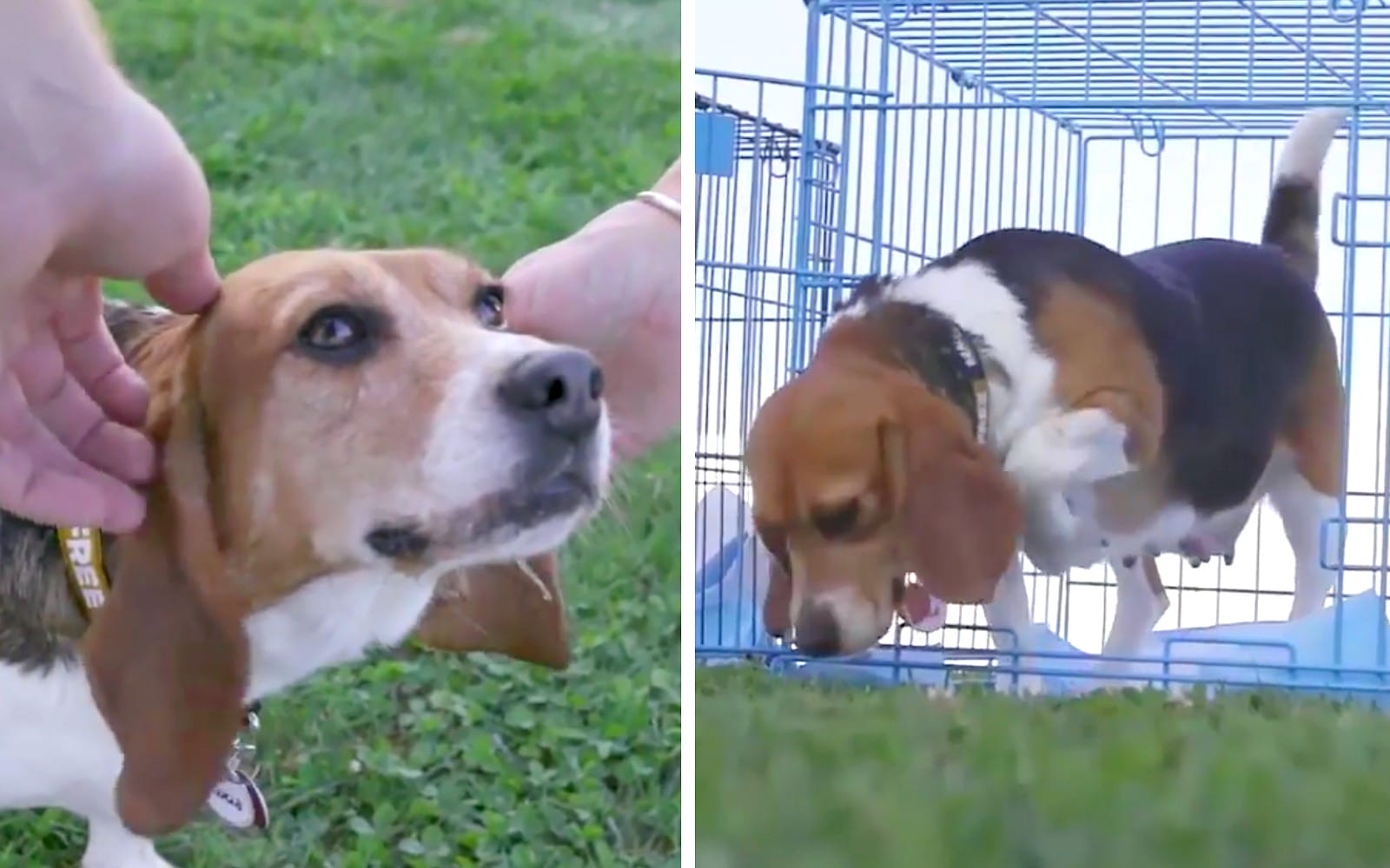 Watch the Beautiful Moment Former Laboratory Beagles Set Foot Outside ...