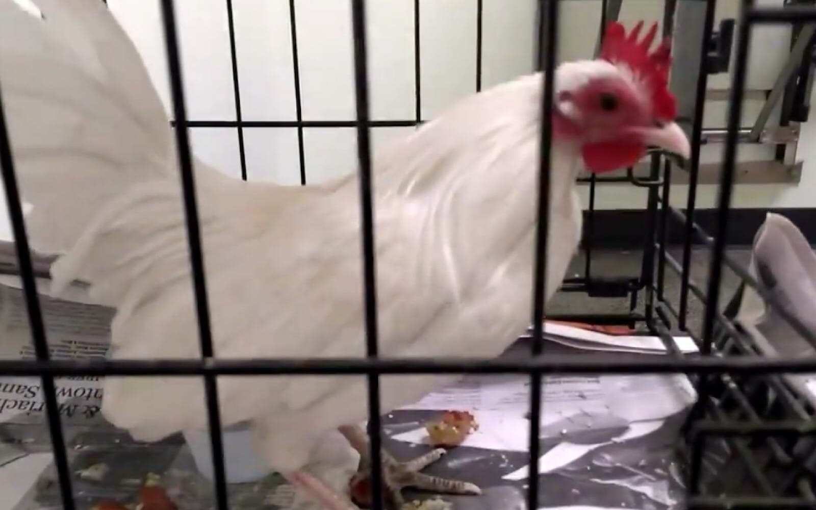 Abandoned Rooster Weighing Only 1 Pound Needs Your Help to Survive ...
