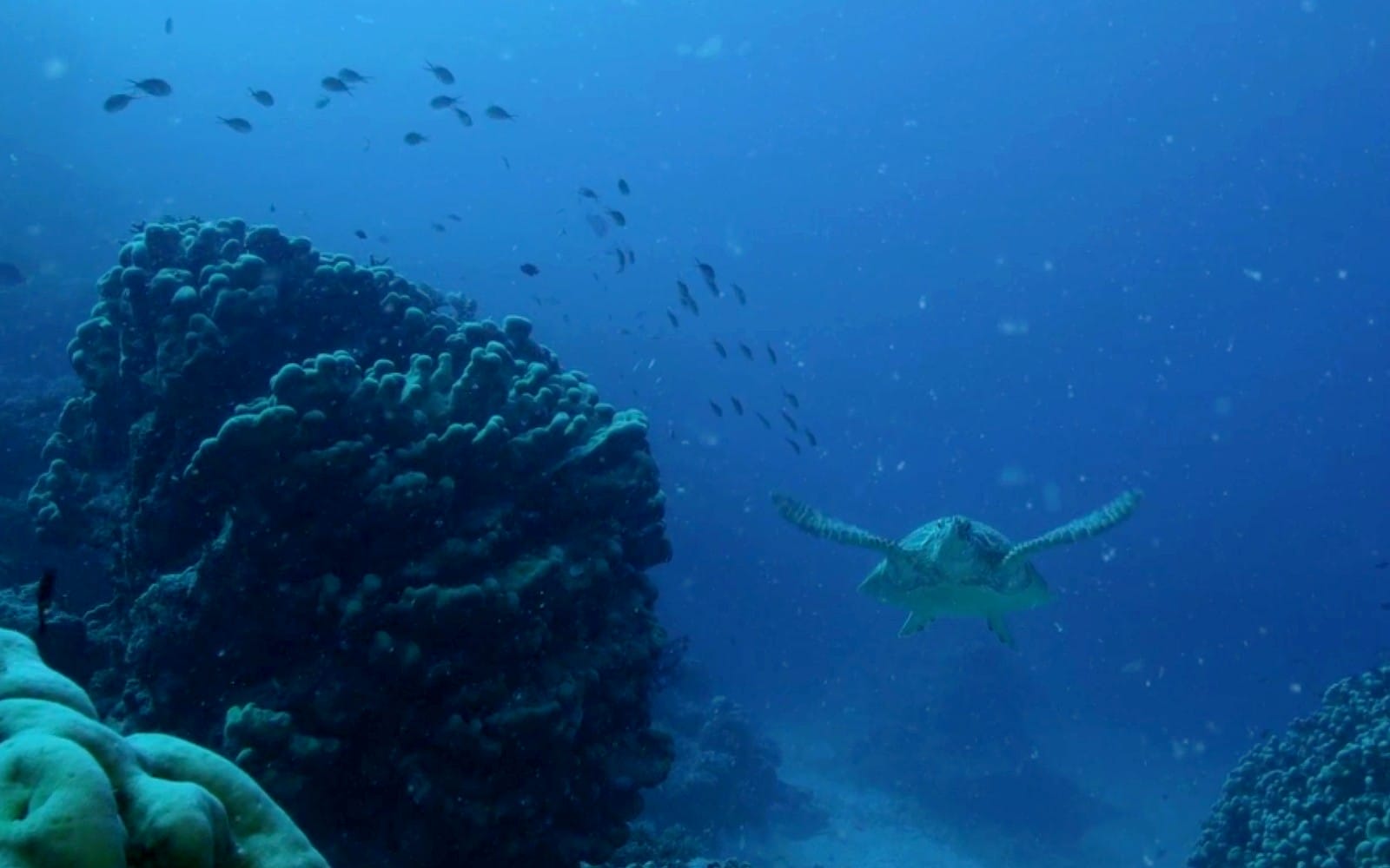 Stunning New Documentary That Highlights How Humans Impact the Oceans ...