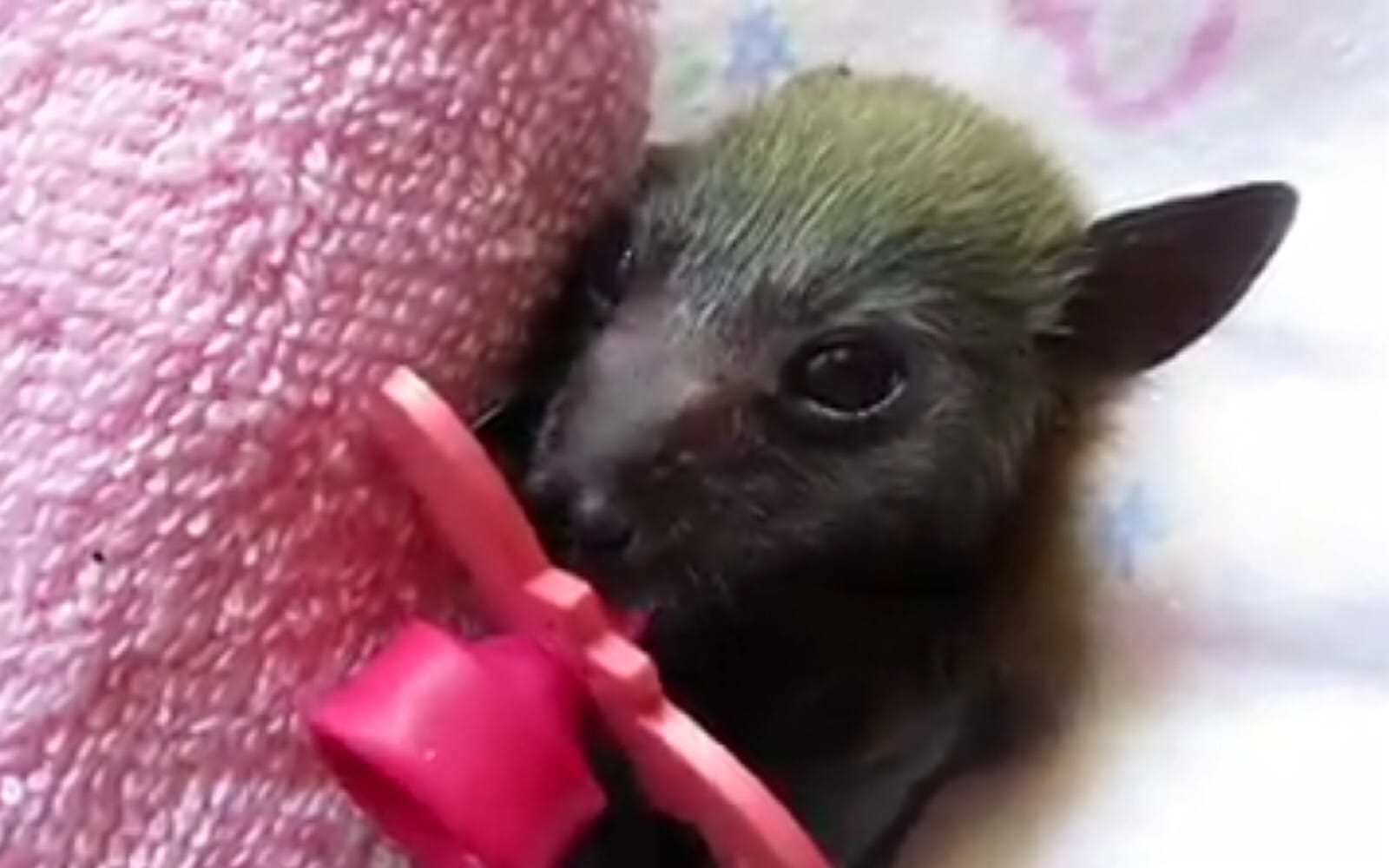 Baby Bat Who Lost Her Mother on an Electrical Line Just Wants to Be ...