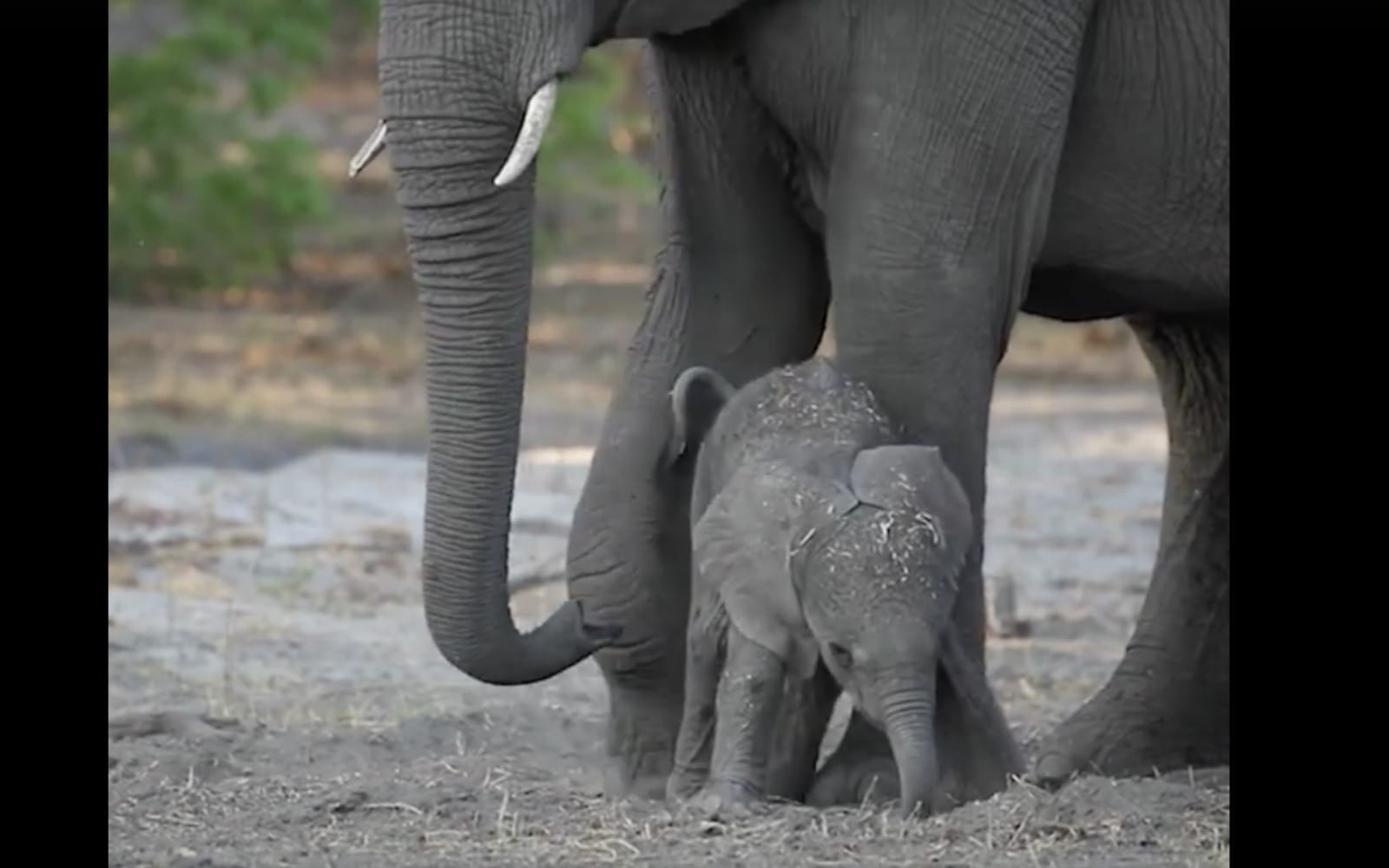 Watch the Precious Moment a Baby Elephant Takes Their First Steps ...