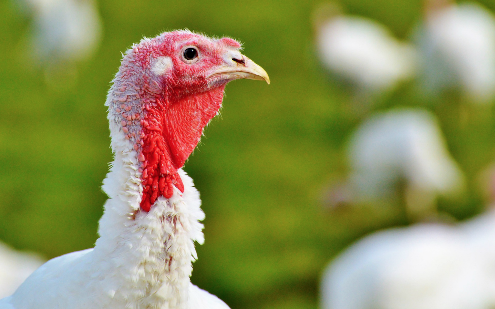 7 Fast Facts That Will Make You Love Turkeys – One Green Planet