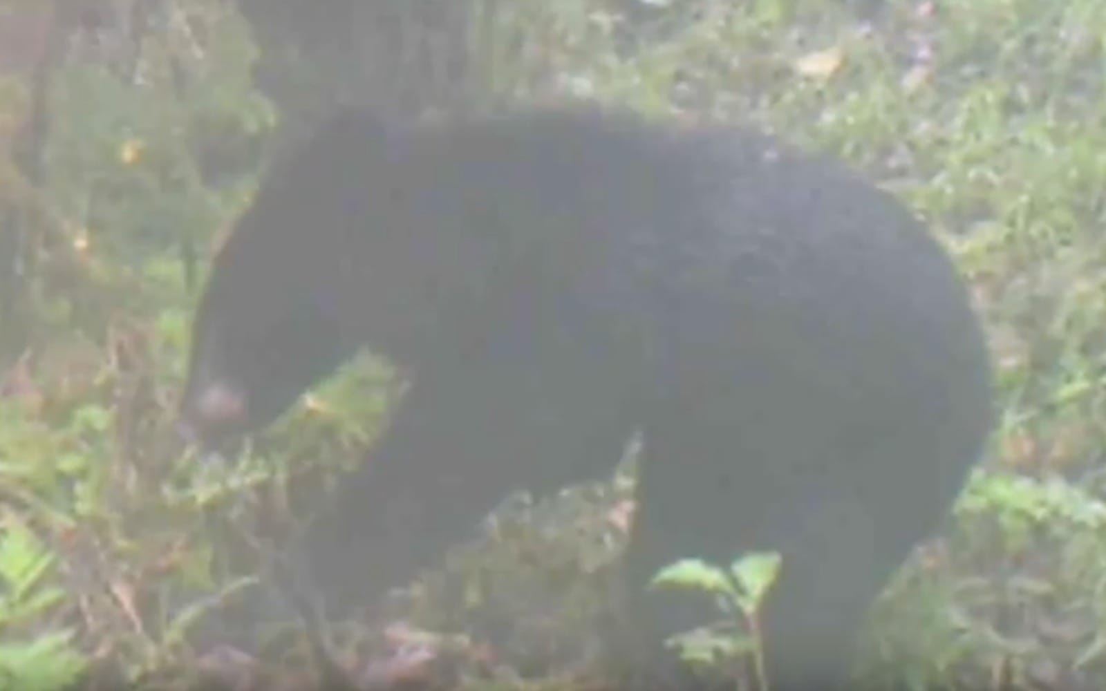 Watching This 3-Legged Formerly Rescued Bear Thrive in the Wild Will ...