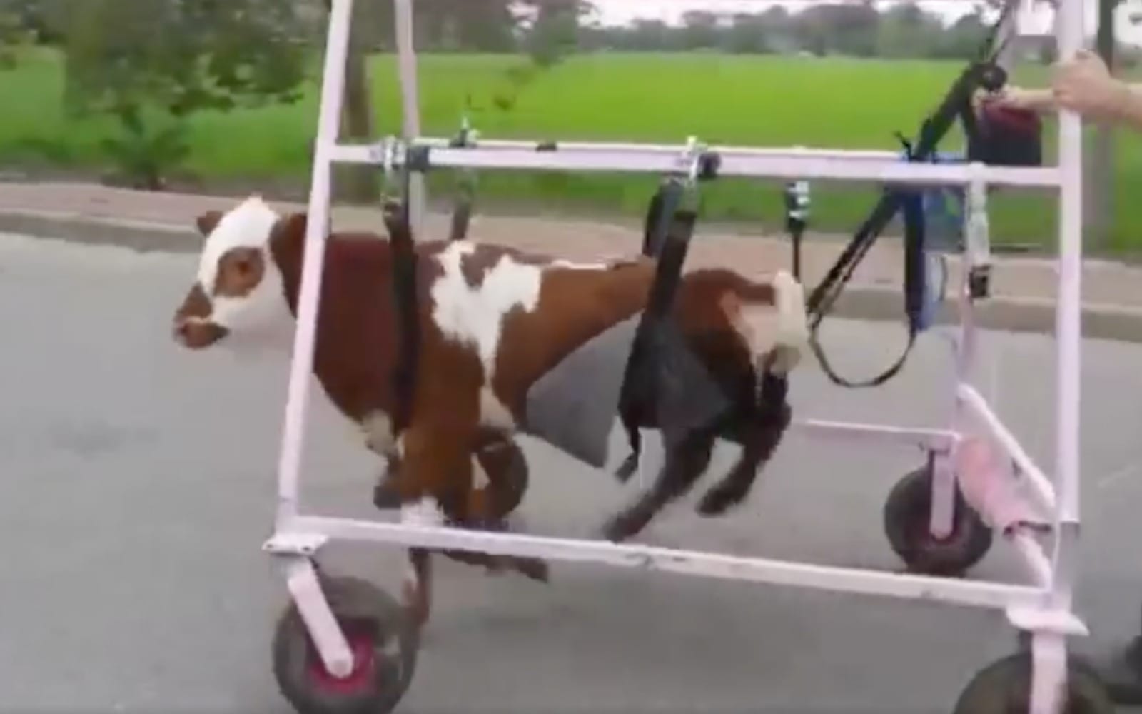 This Little Cow’s Legs Were Paralyzed Due to Neglect … So Her Rescuers ...