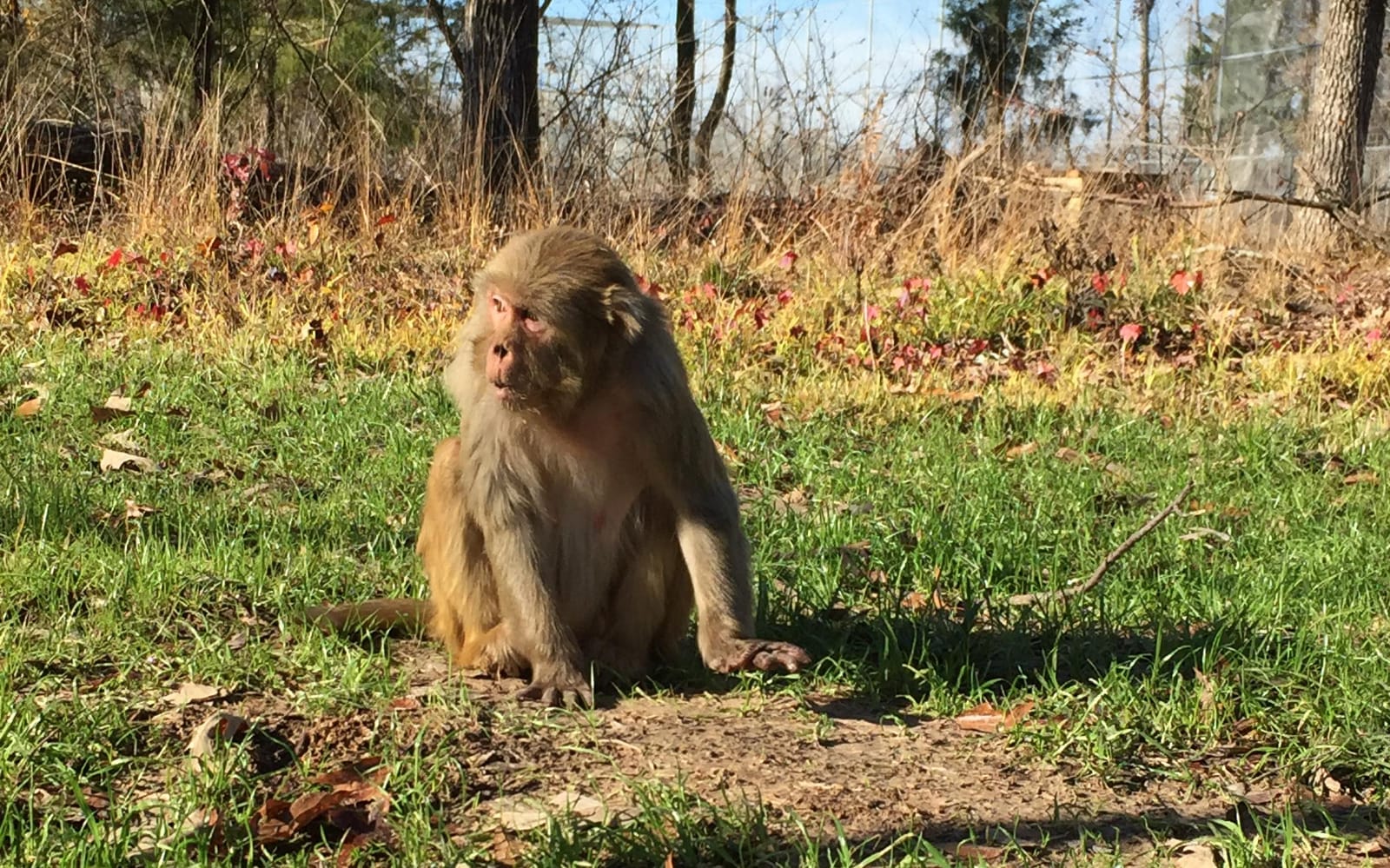 Beautiful Monkey Beautiful Monkey Image & Photo (Free Trial)