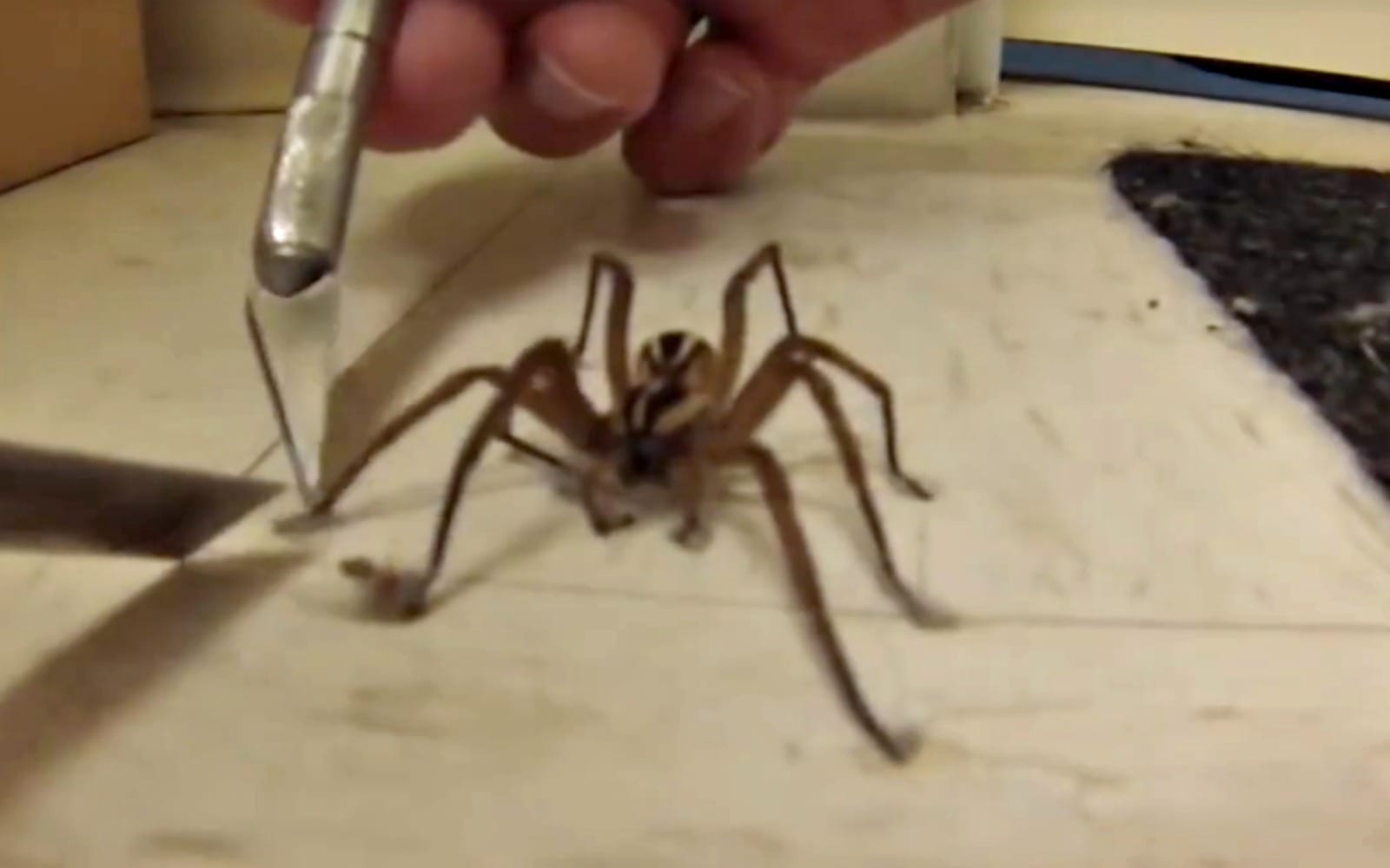 WOW! Watching This Man Free a Wolf Spider Tangled in Dust Will ...