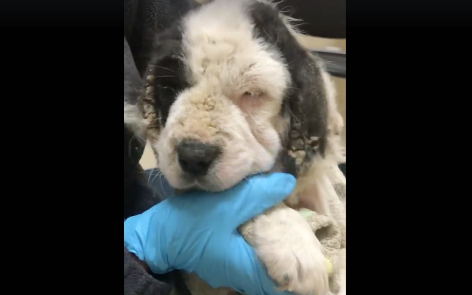 All Odds Might Be Against This Severely Neglected Puppy, But Shelter ...