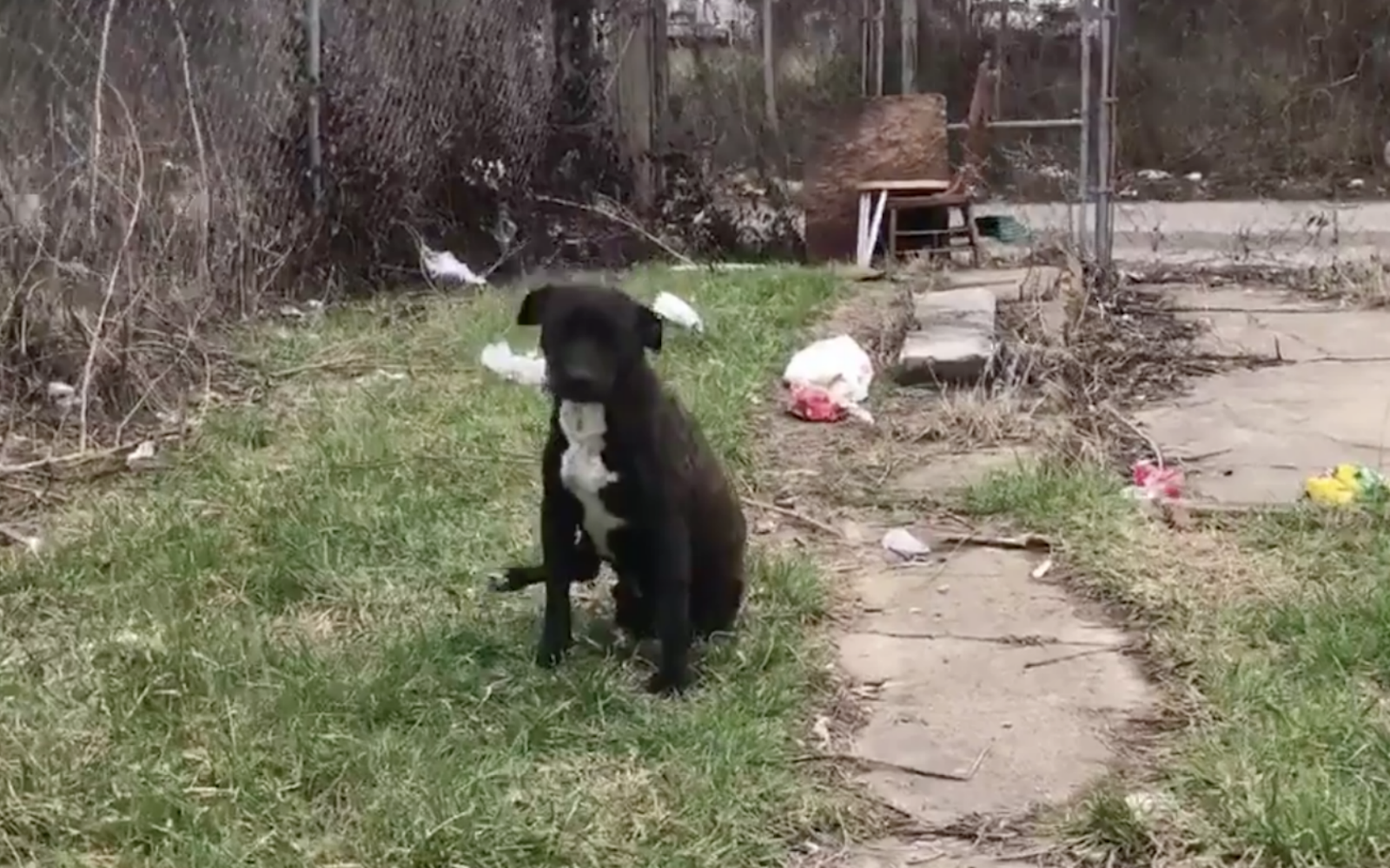 Cruel Kids Where Throwing Rocks and Sticks at This Stray Dog – But Then ...