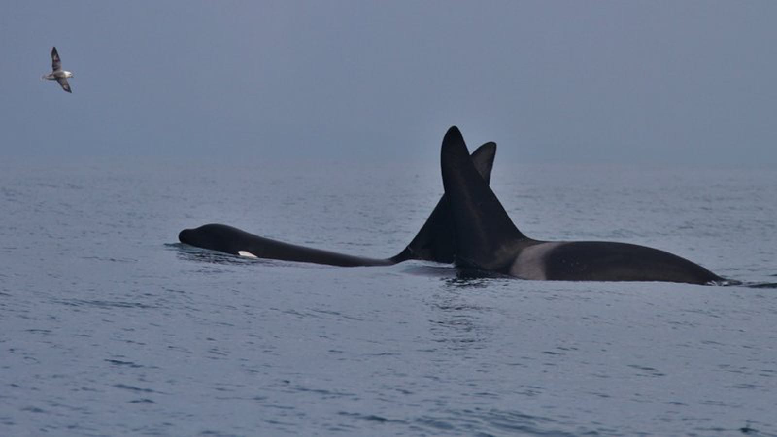 Orcas Spotted Off the Irish Coast Show Us Why These Animals Belong in ...