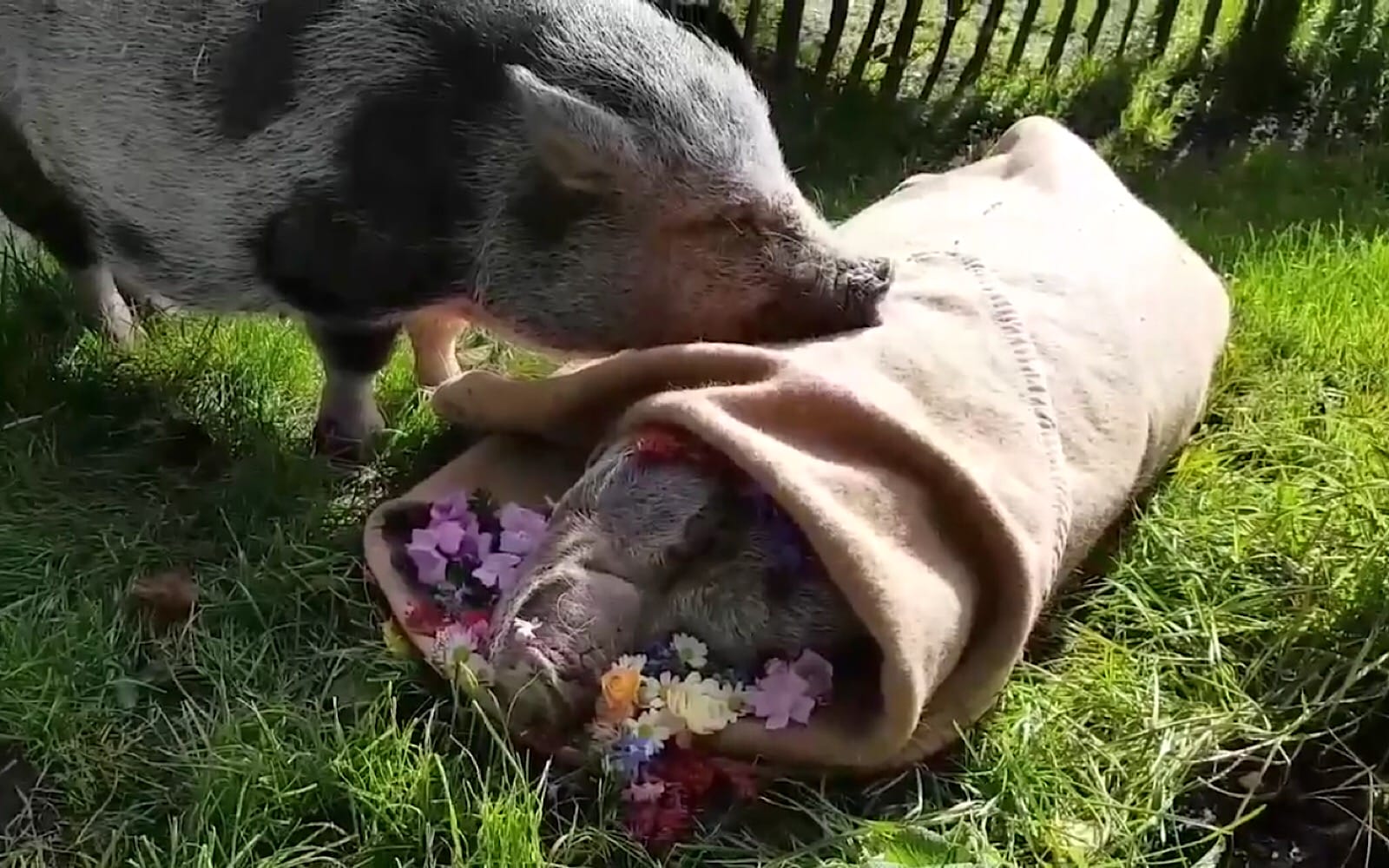 Pig Mourning Loss of Close Friend Is a Touching Reminder of How ...