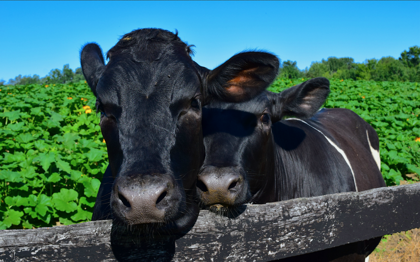 World’s Largest Meat Processor, Tyson Foods, Makes ANOTHER Investment ...
