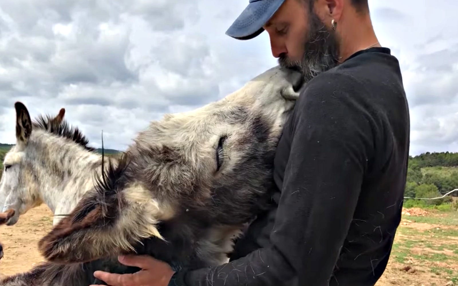 Donkey Who Spent 12 Years Being Abused Thanks His Rescuer With Endless ...