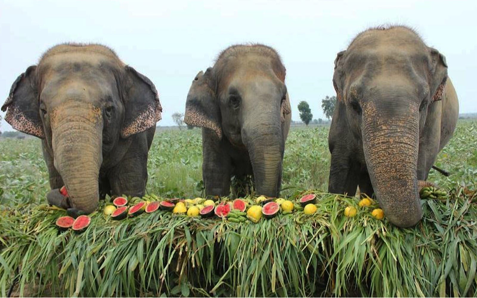 Understanding Your Inner Elephant: 9 Personality Traits We Share With ...