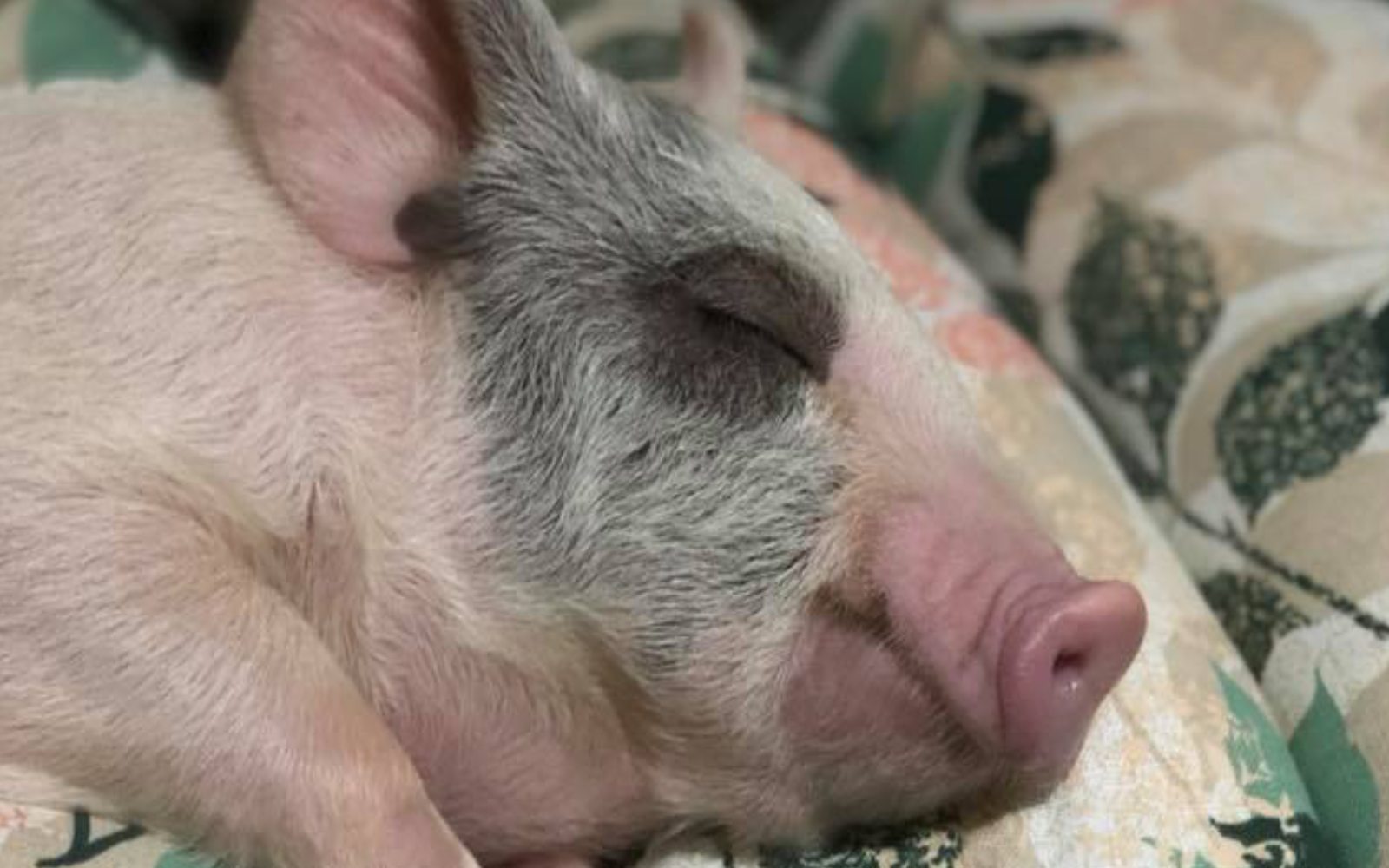 Meet the World’s Luckiest Piglet Who Escaped Slaughter By Hiding on a ...