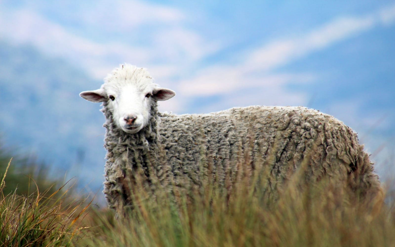 Great News for Sheep! New Zealand Banned Cruel Mulesing Practice – One ...