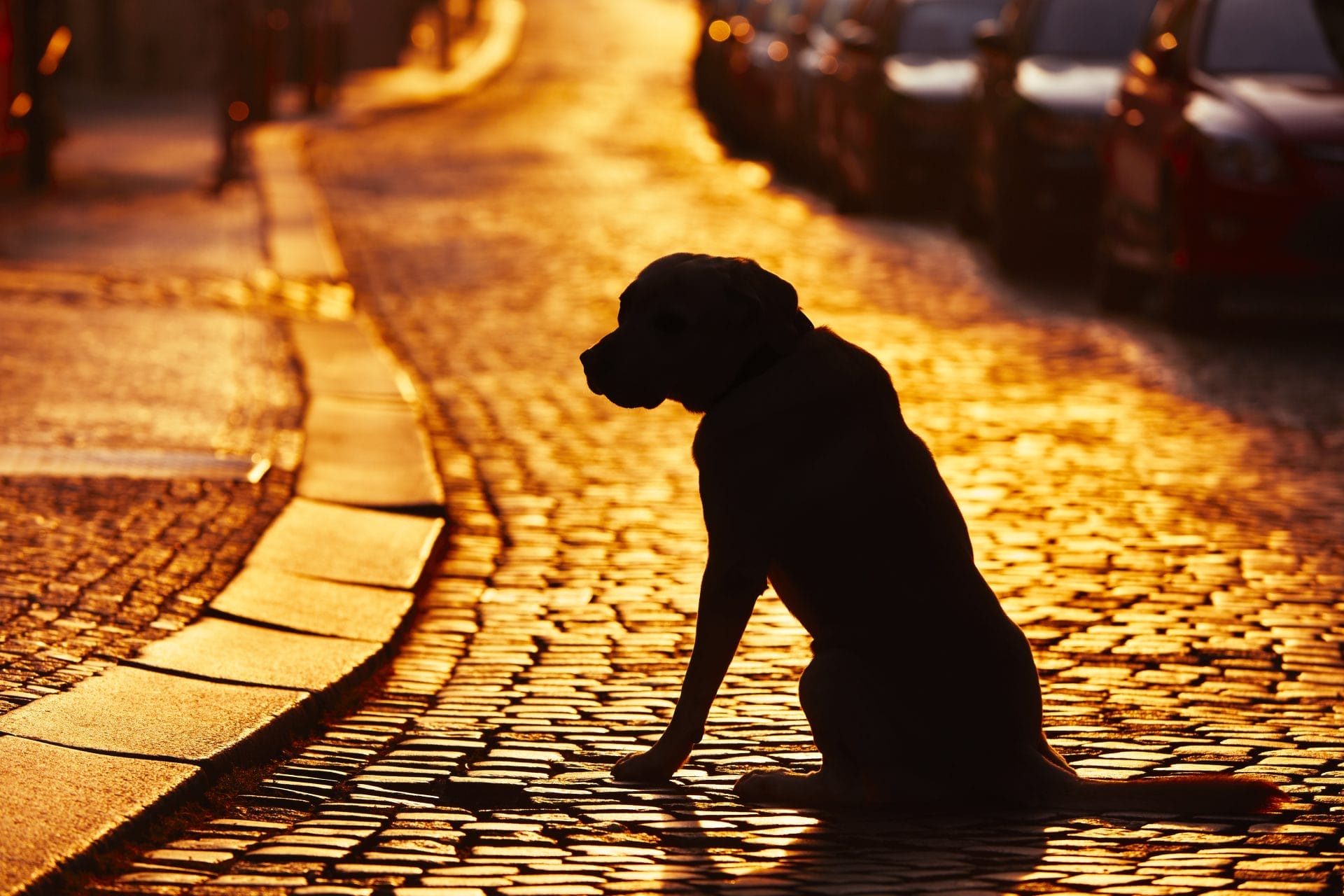 Starving Dog Makes a Huge Comeback! – One Green Planet