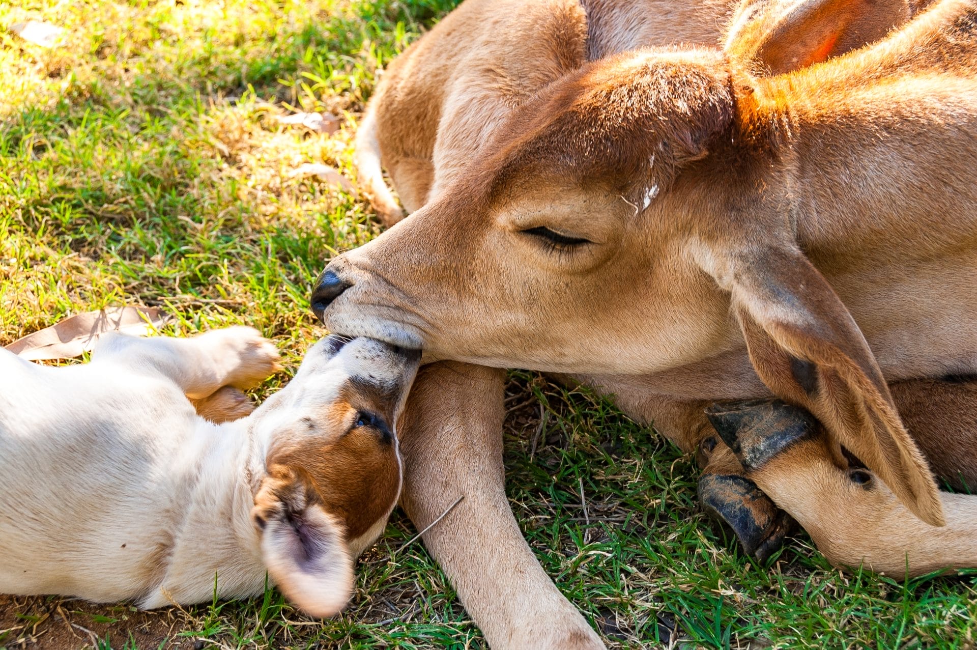 Dog and Calf Playing Together Prove that Cows Aren’t So Different From ...