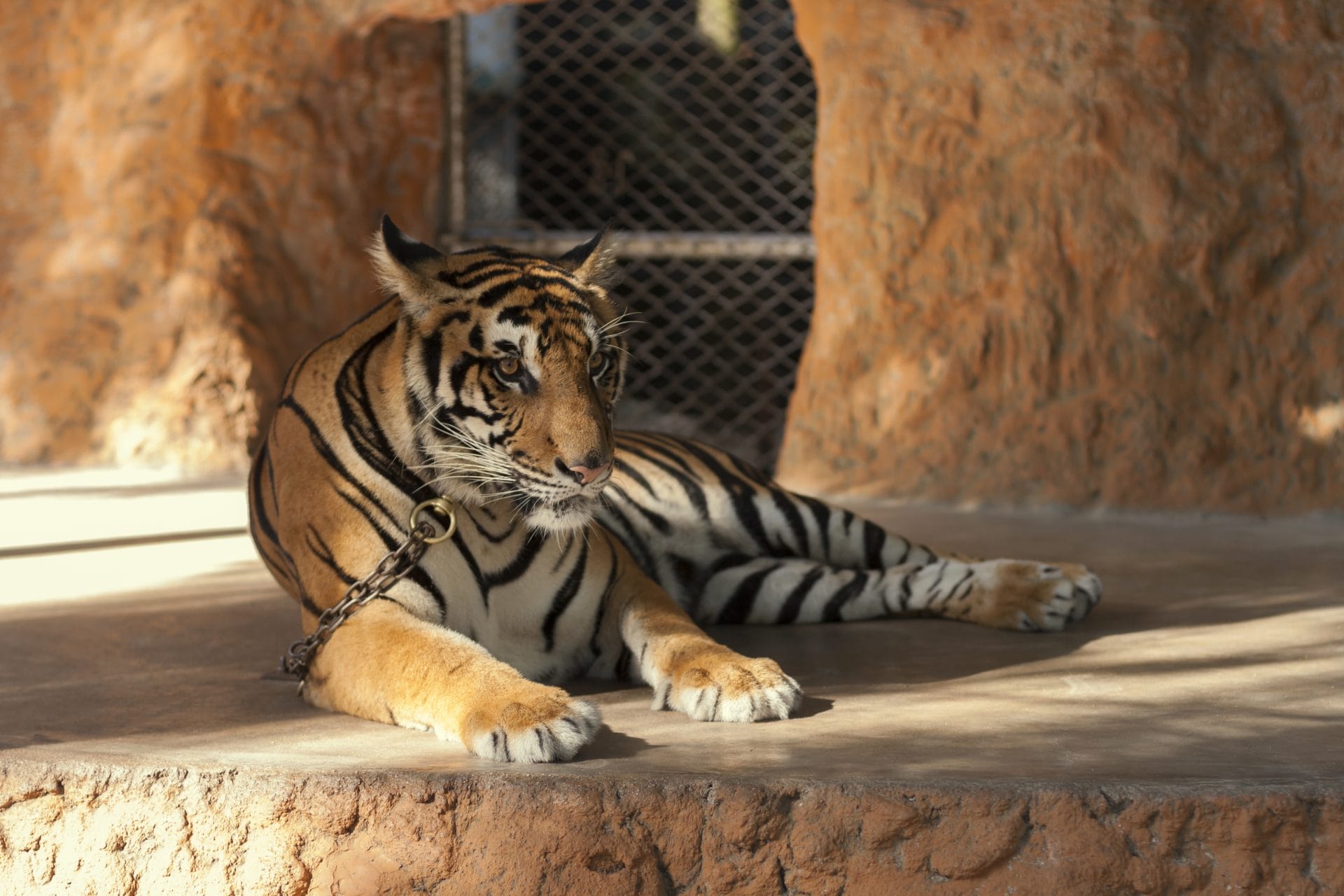 Petition: Free Chained Tiger at Phuket Zoo! – One Green Planet