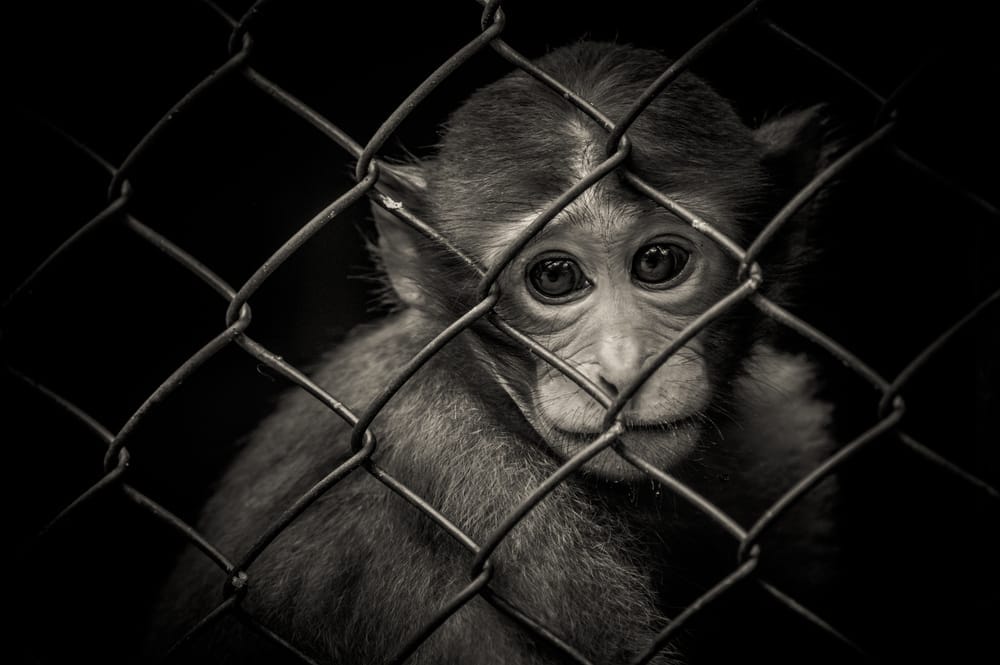 Petition: End Deadly Primate Testing in the University of California at ...